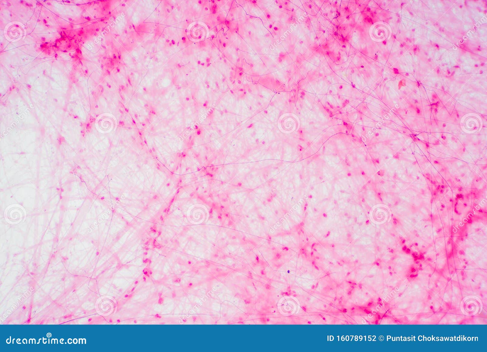 Areolar Connective Tissue Under the Microscope View Stock Photo - Image ...