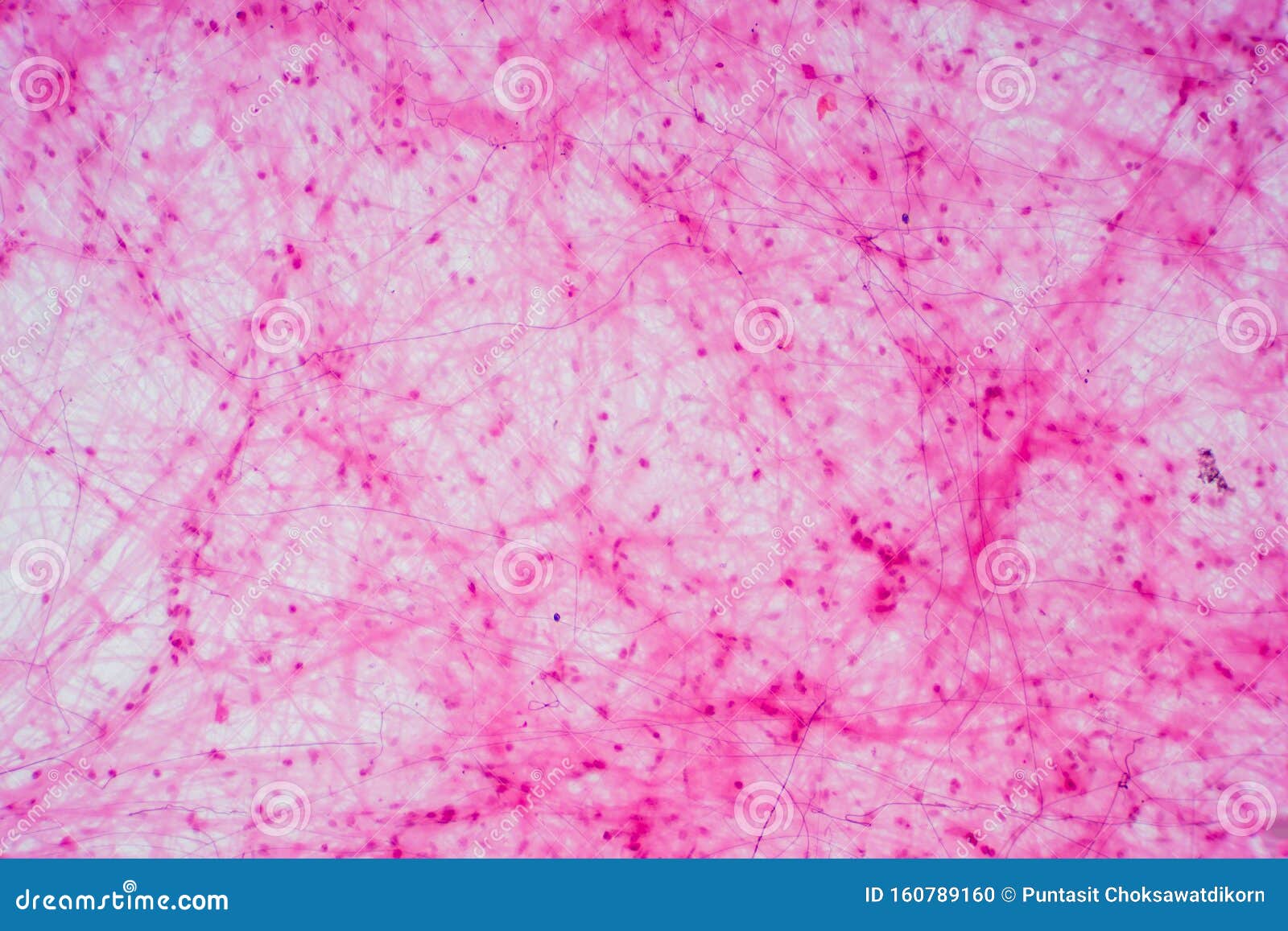 Areolar Connective Tissue Under the Microscope View Stock Photo - Image ...