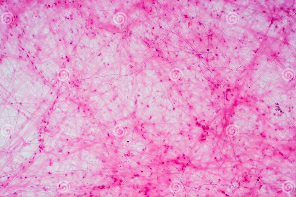 Areolar Connective Tissue Under the Microscope View Stock Photo - Image ...