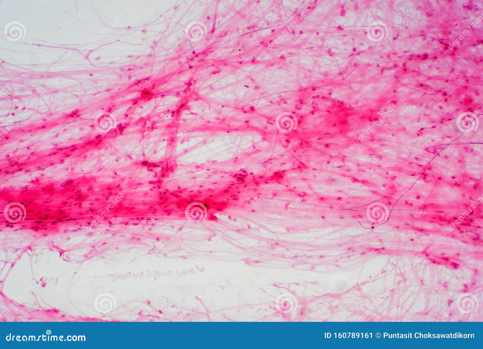Areolar Connective Tissue Under the Microscope View Stock Image - Image ...