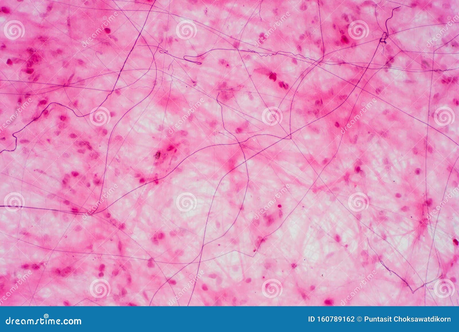 Areolar Connective Tissue Under the Microscope View Stock Photo - Image ...