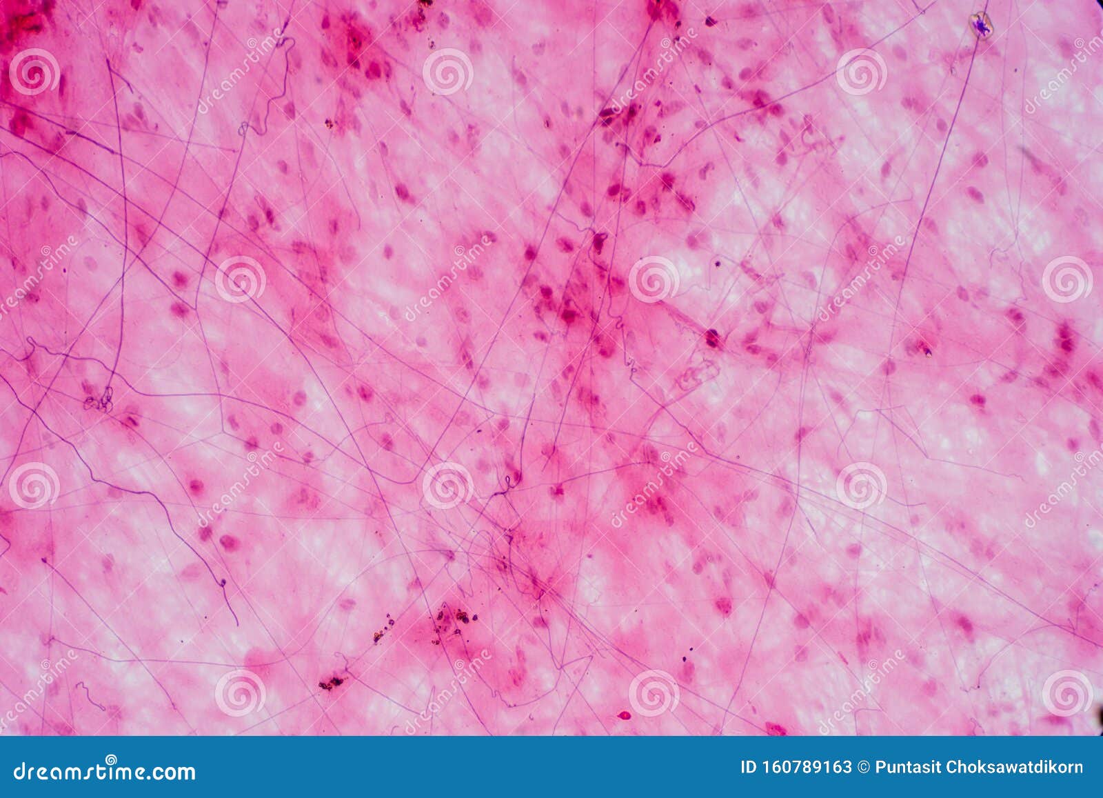 Areolar Connective Tissue Under the Microscope View Stock Image - Image ...