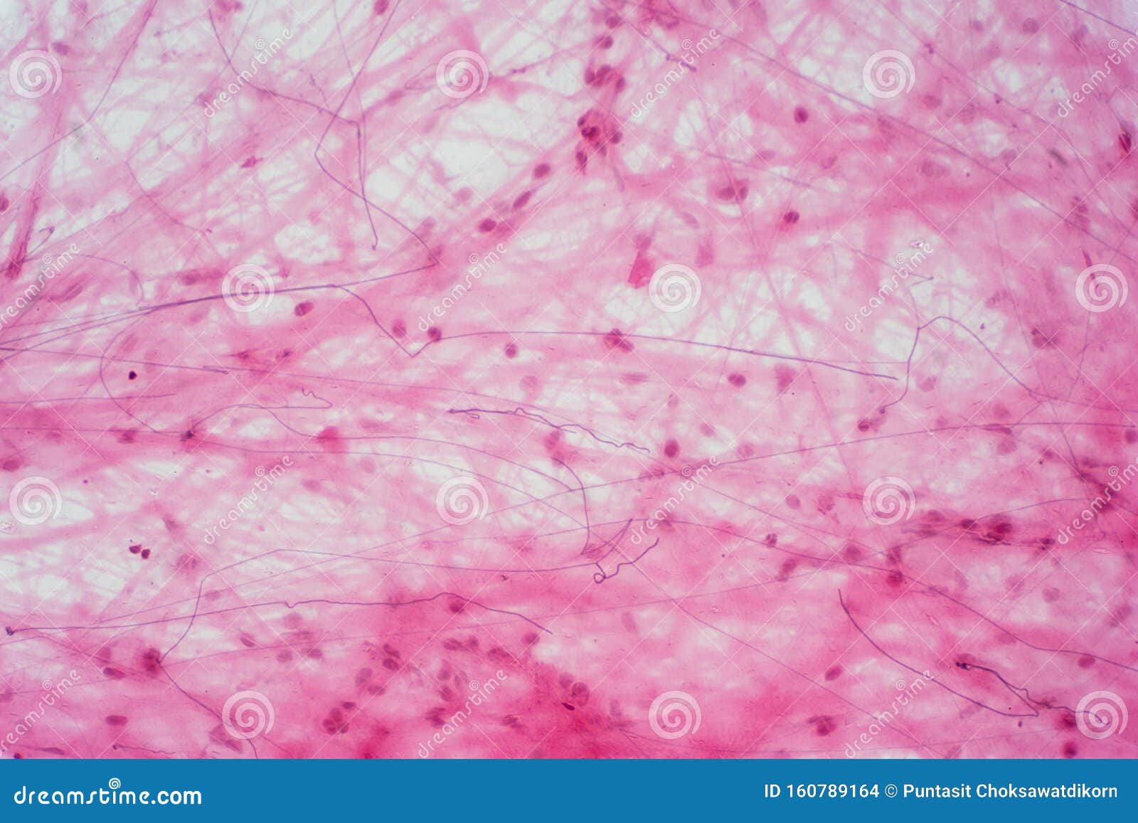 Areolar Connective Tissue Under The Microscope View. Stock Photography ...