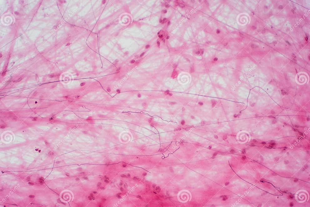 Areolar Connective Tissue Under the Microscope View Stock Photo - Image ...