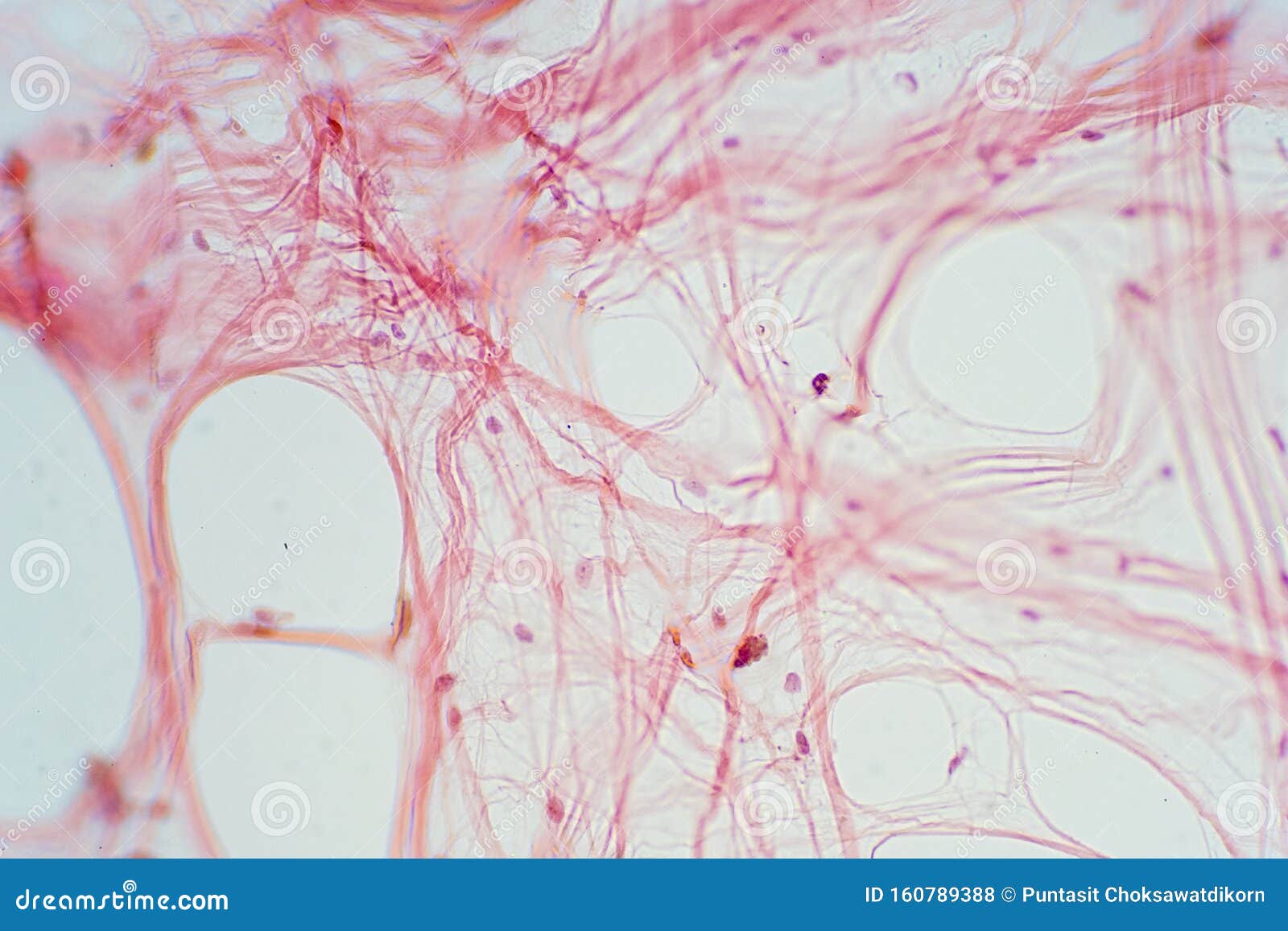 Areolar Connective Tissue Under The Microscope View. Royalty-Free Stock ...