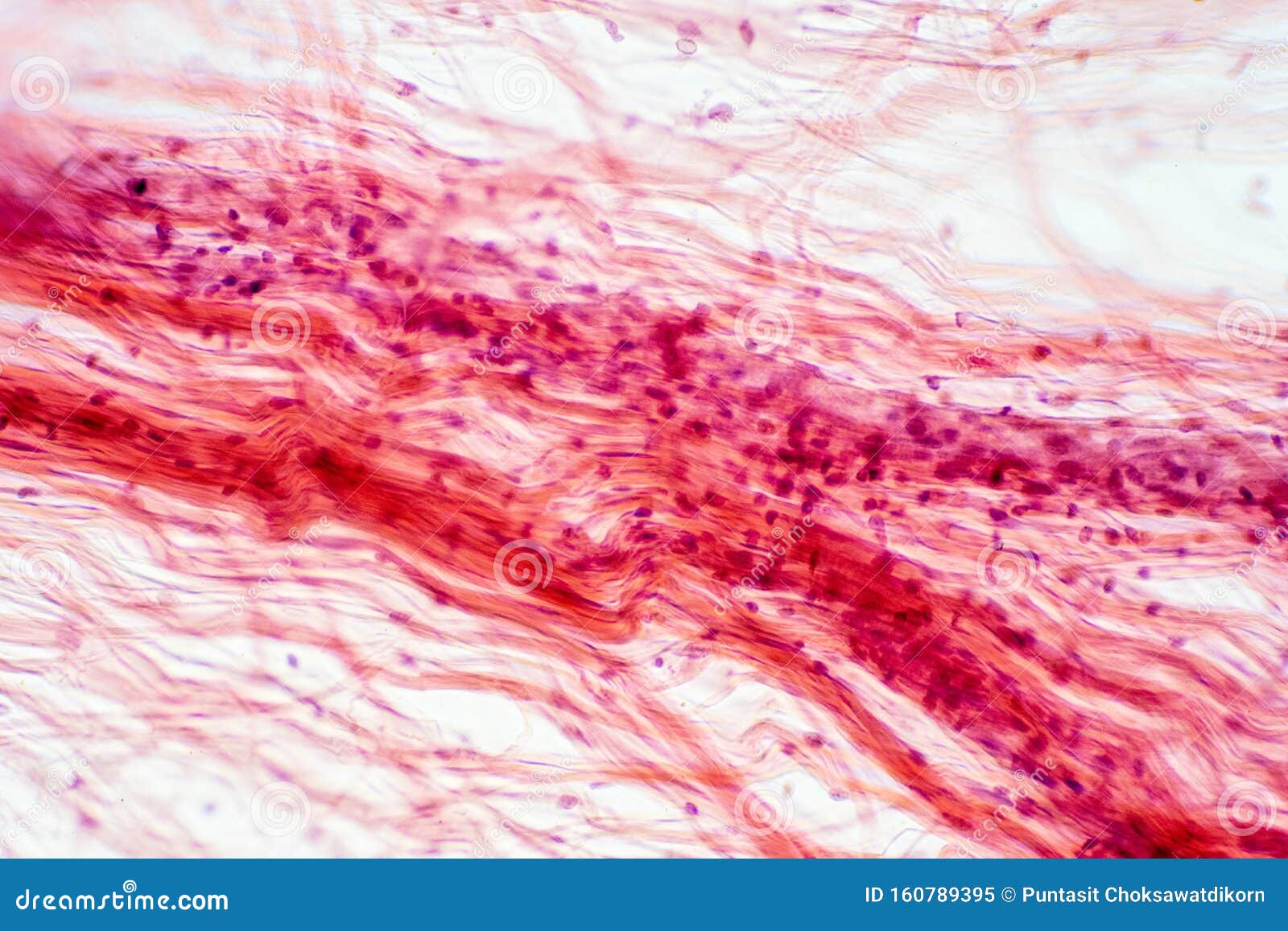 Areolar Connective Tissue Under the Microscope View Stock Image - Image ...