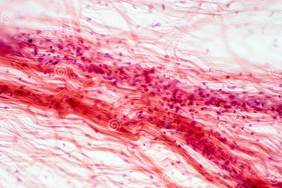 Areolar Connective Tissue Under the Microscope View Stock Image - Image ...