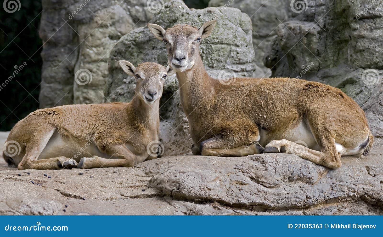 Argali 1 stock image. Image of nice, animal, hoof, ruminant - 22035363