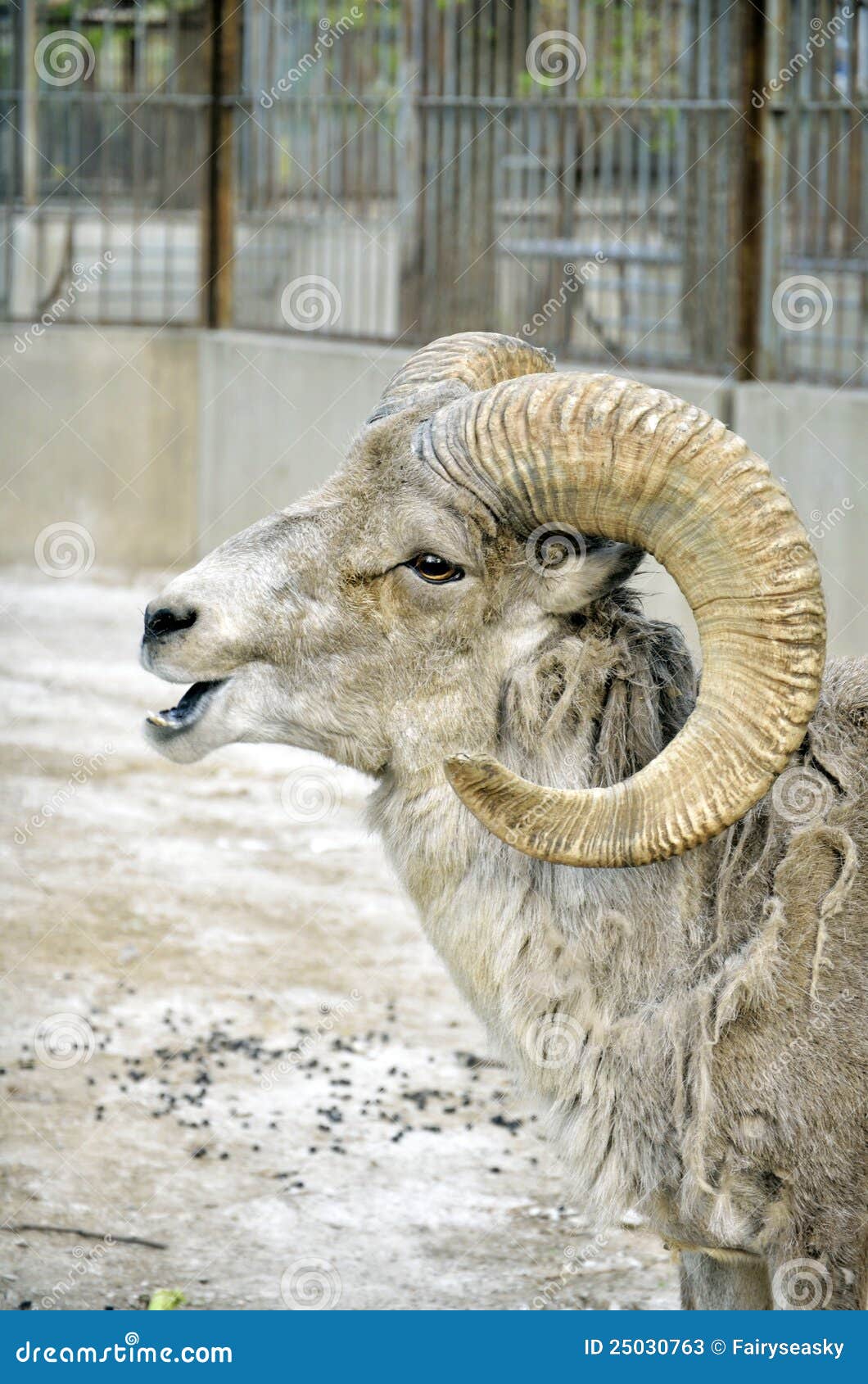 Argali stock image. Image of horned, yellow, nature, mammal - 25030763