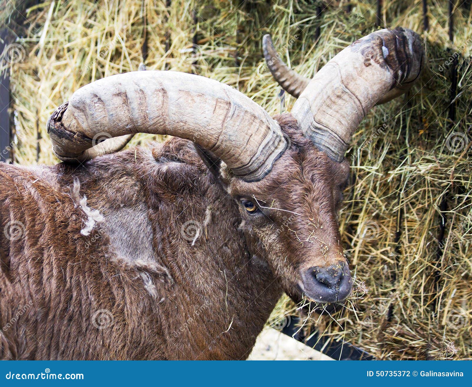 Argali stock foto. Image of laag, schapen, bruin, hoornen - 50735372