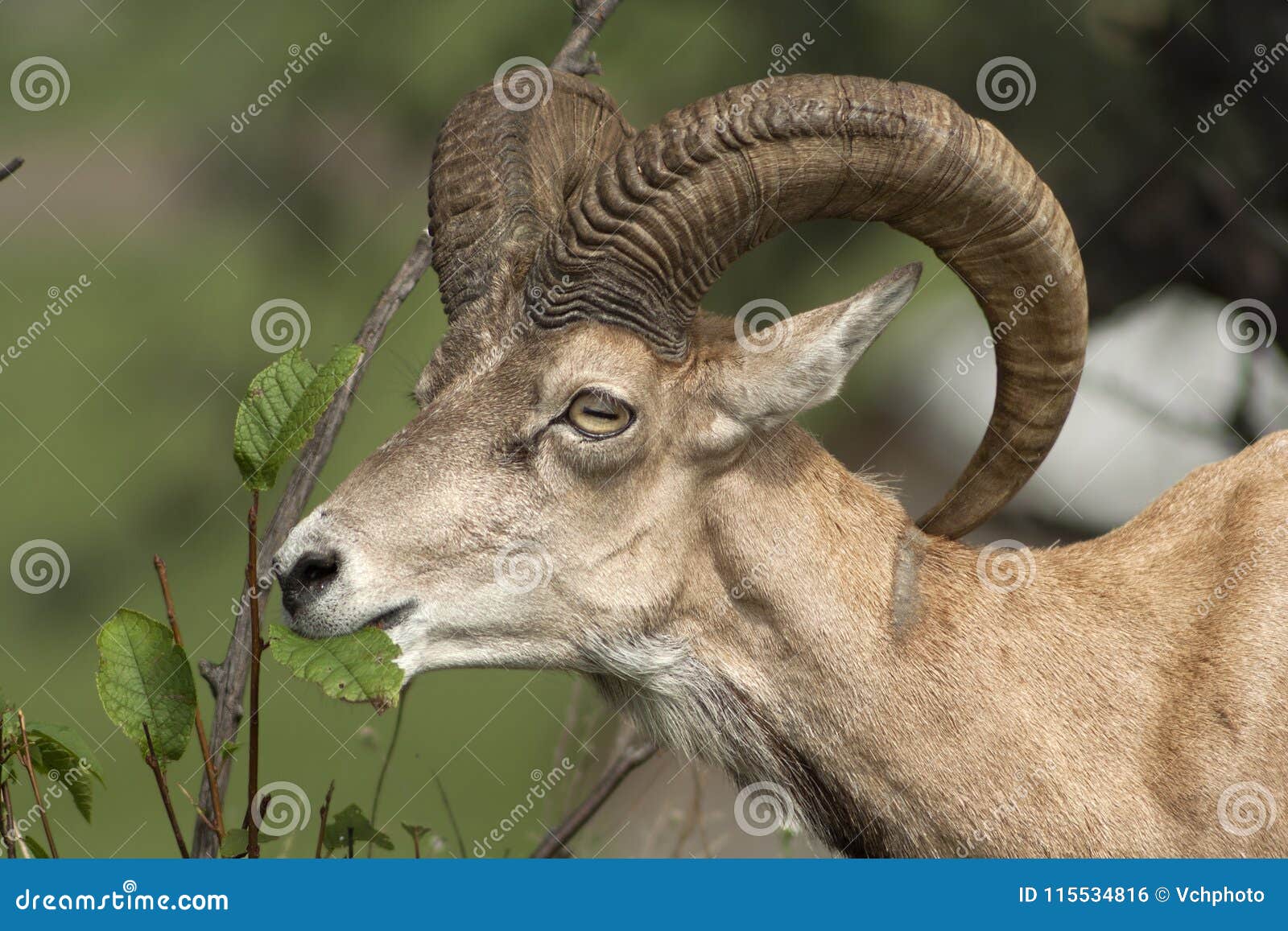 Argali eats leaves stock photo. Image of argali, grey - 115534816