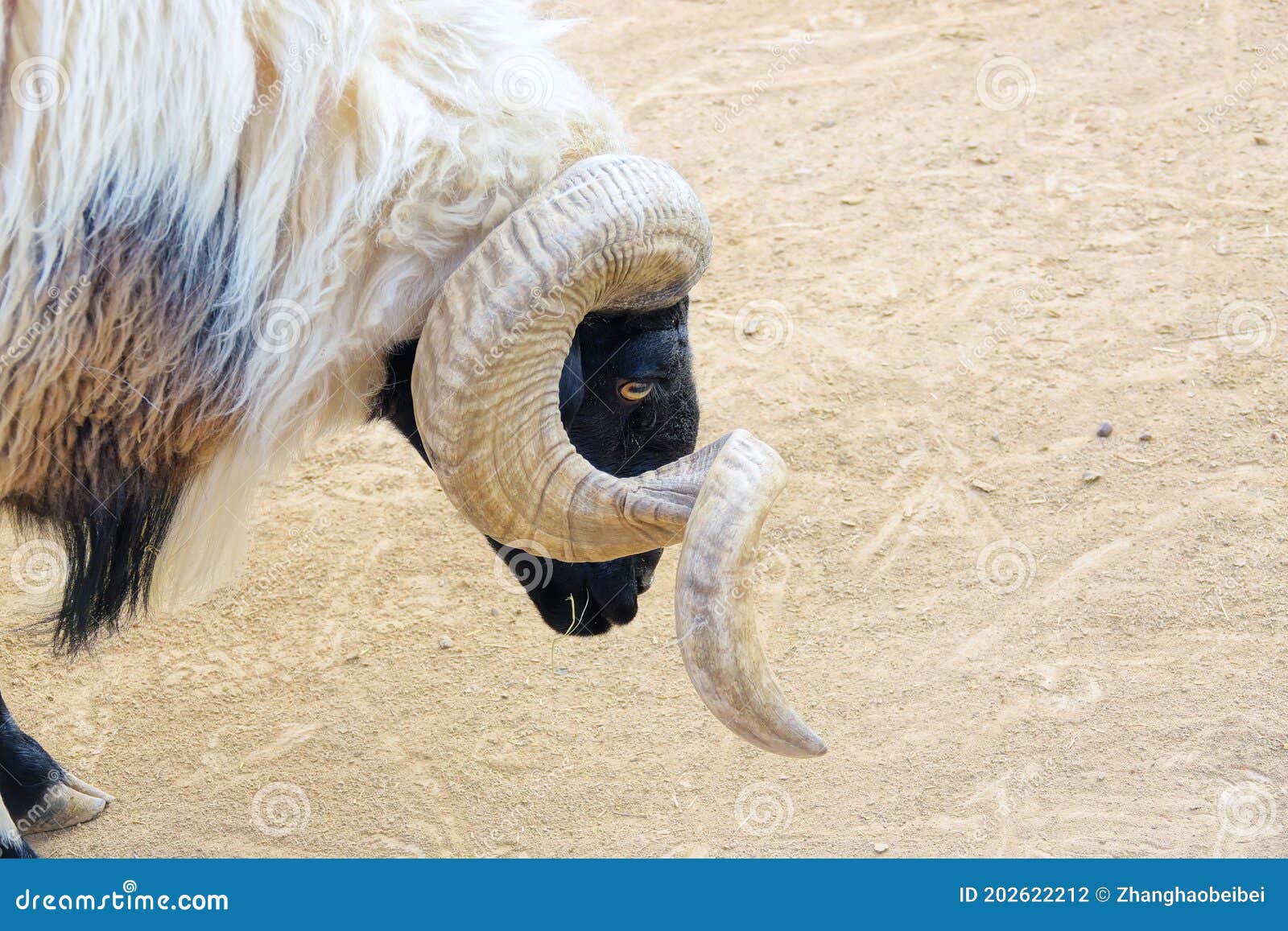 Argali stock photo. Image of sheeps, nature, close, mammals - 202622212