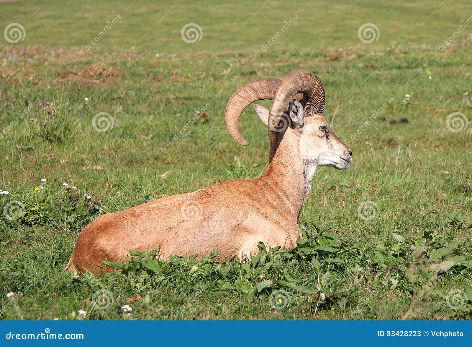 Argali stock image. Image of green, animals, wild, head - 83428223