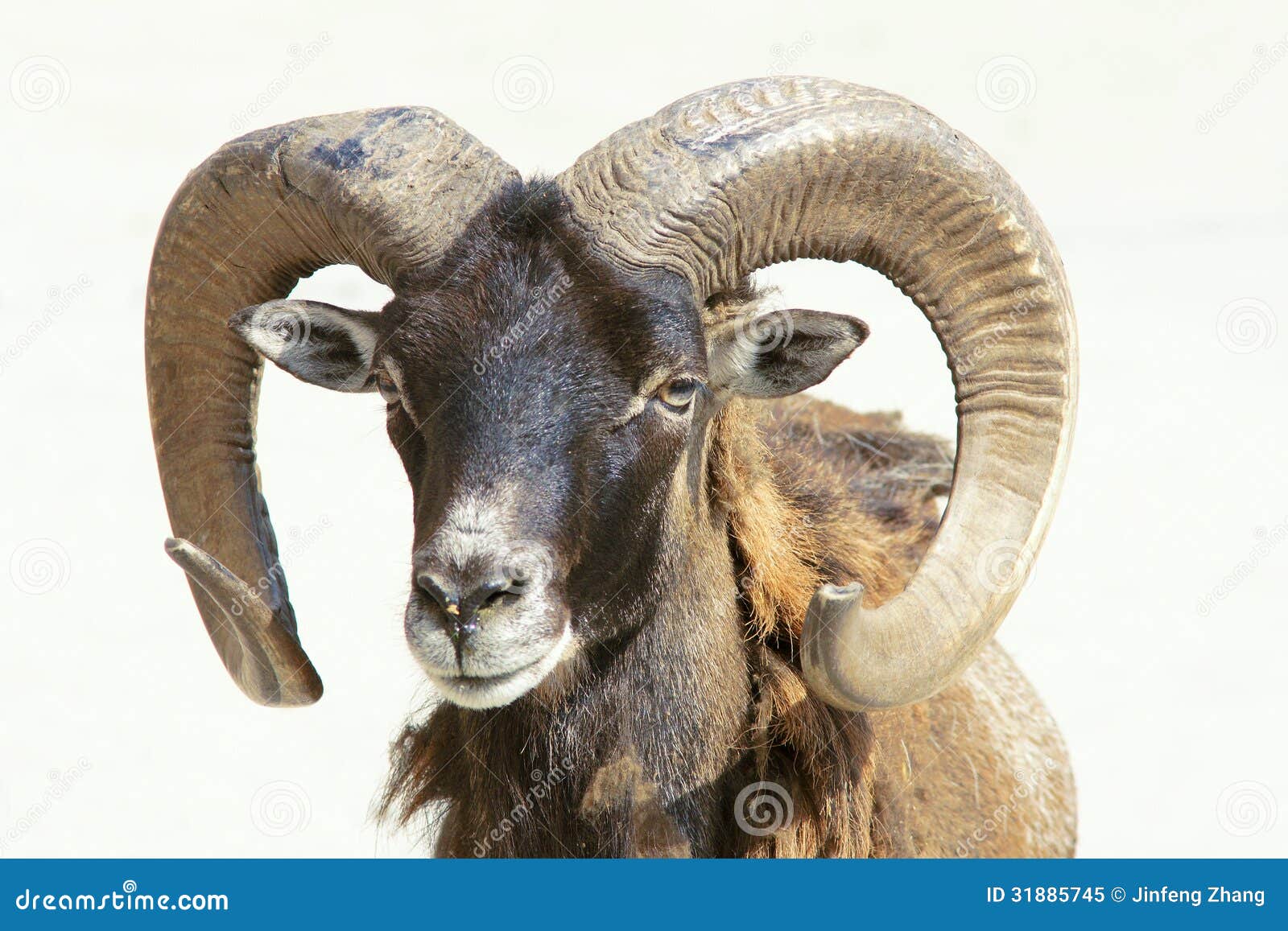 Argali sheep stock image. Image of mammals, wildlife - 31885745
