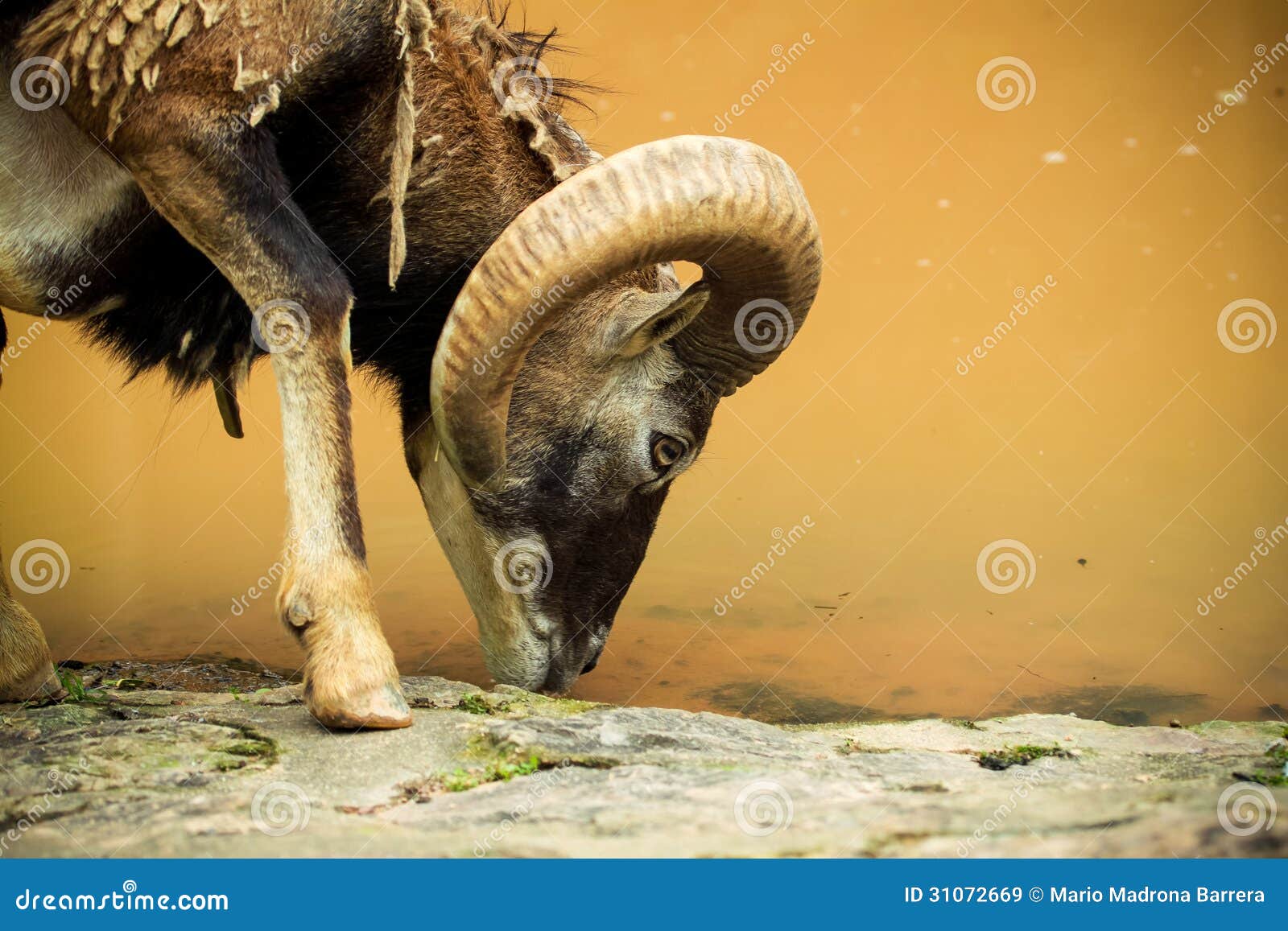 Argali watering stock image. Image of cute, sheeps, ammon - 31072669