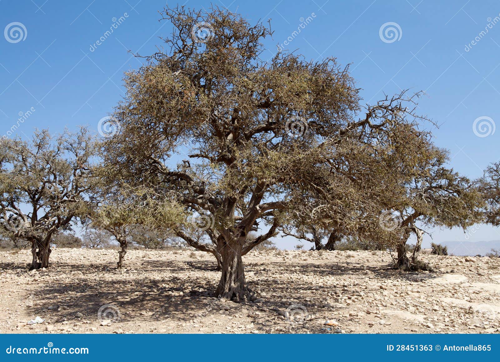 Argan (Argania spinosa) stock image. Image of endemic - 28451363