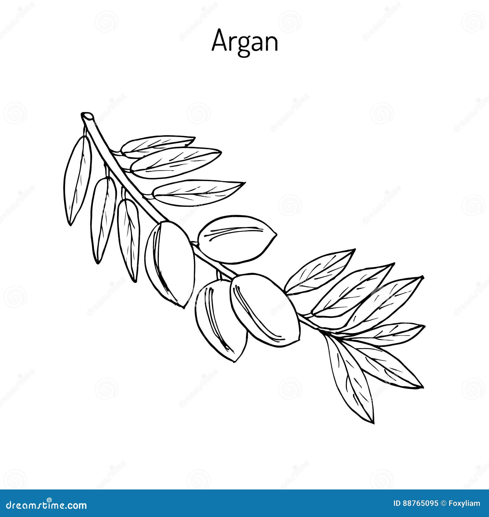 Argan, Argania spinosa stock vector. Illustration of ingredient - 88765095
