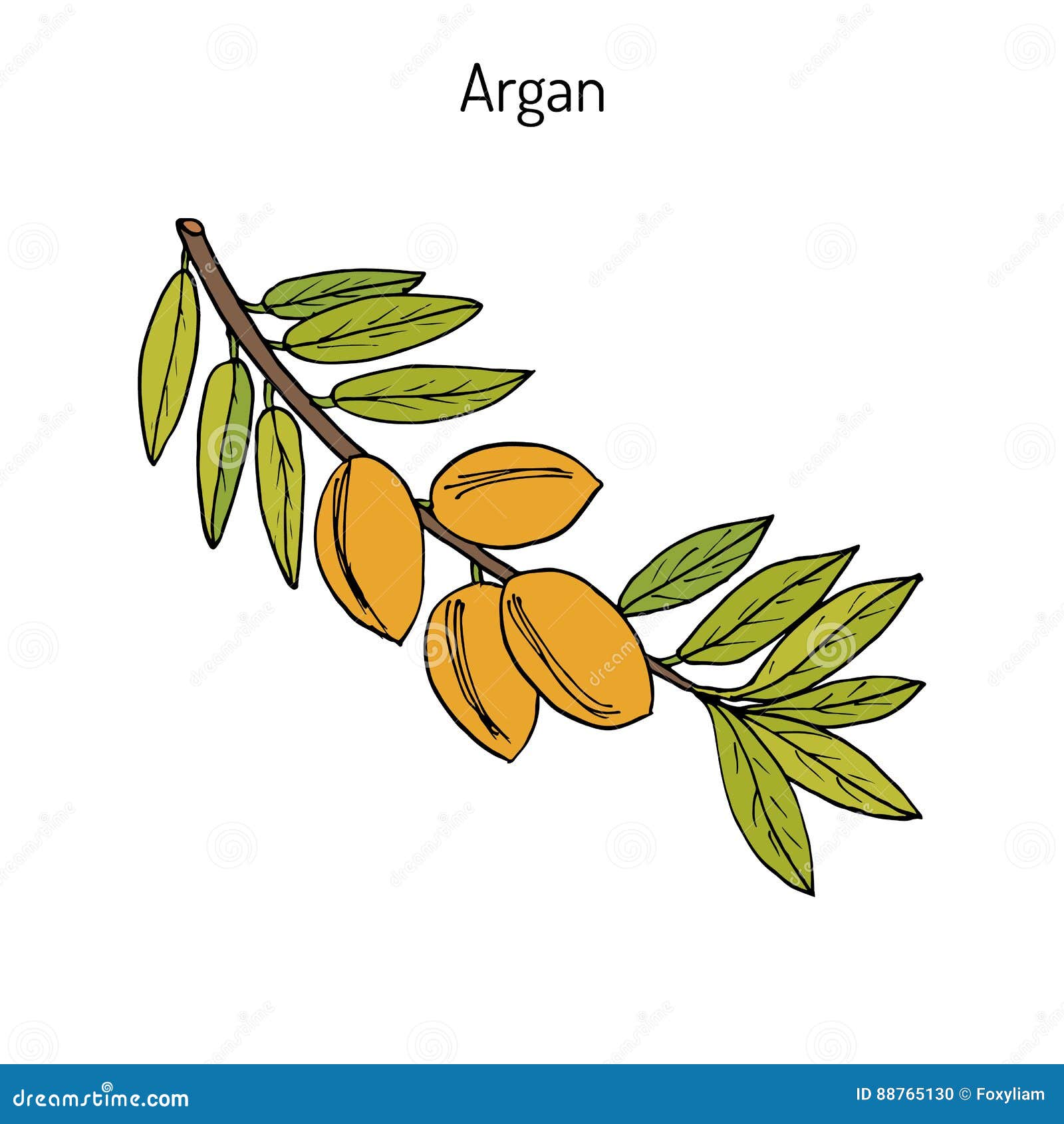 Argan, Argania spinosa stock vector. Illustration of healthcare - 88765130
