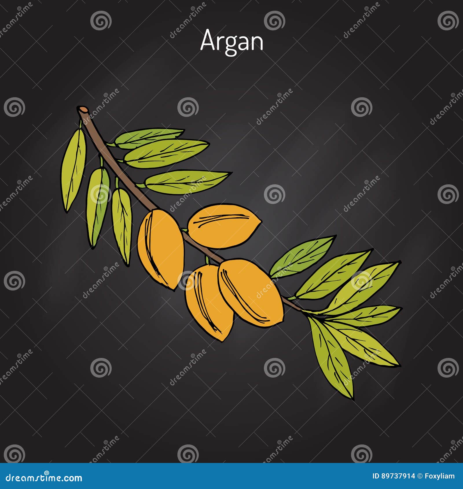Argan, Argania spinosa stock vector. Illustration of aroma - 89737914