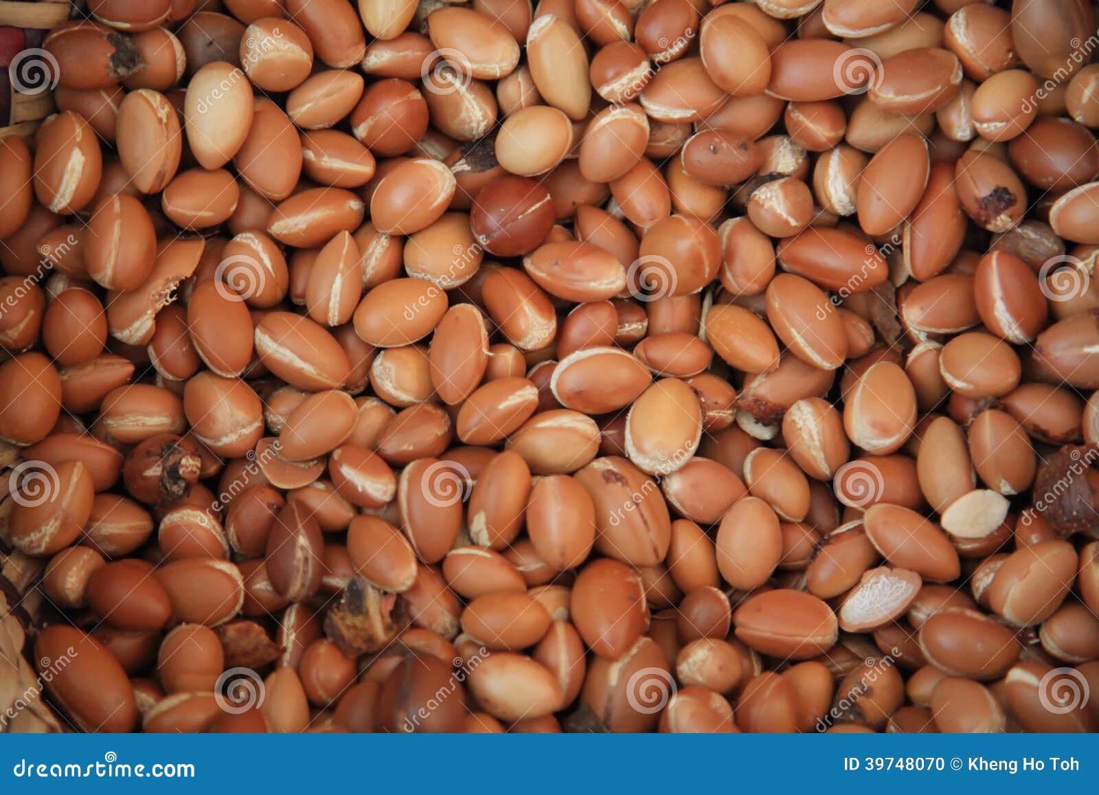Argan Fruit Argania Spinosa, Nuts, This Seeds Is Used In Cosme Stock ...