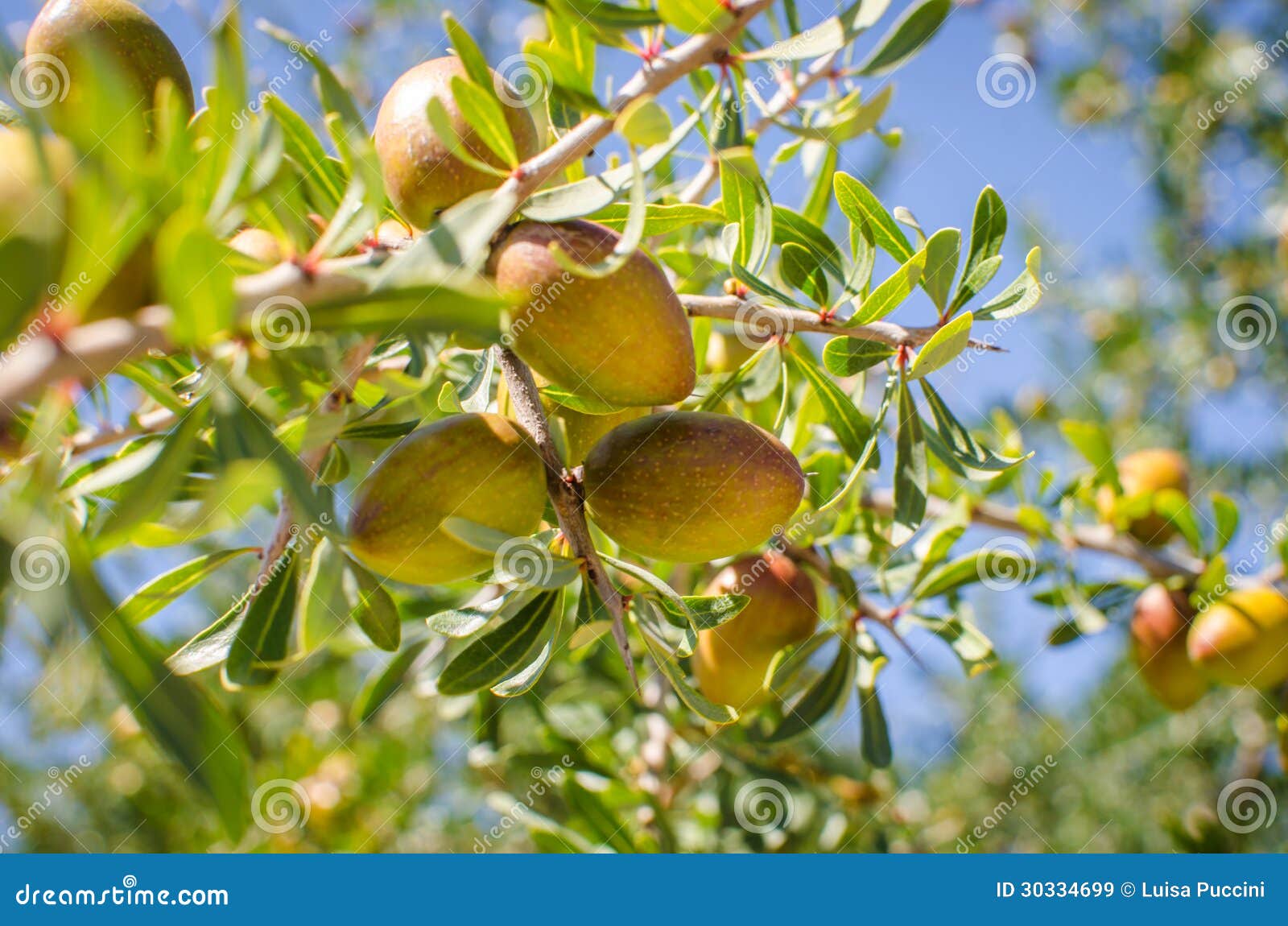 Argan fruits on tree stock image. Image of seed, essaouira - 30334699