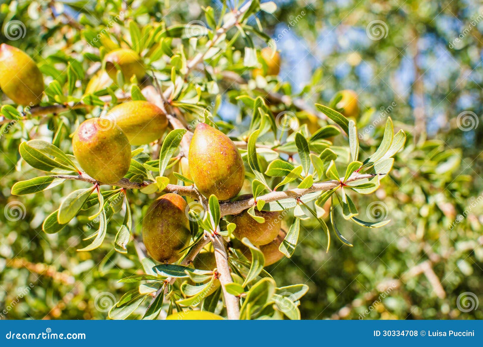 Argan fruits on tree stock photo. Image of tree, skincare - 30334708