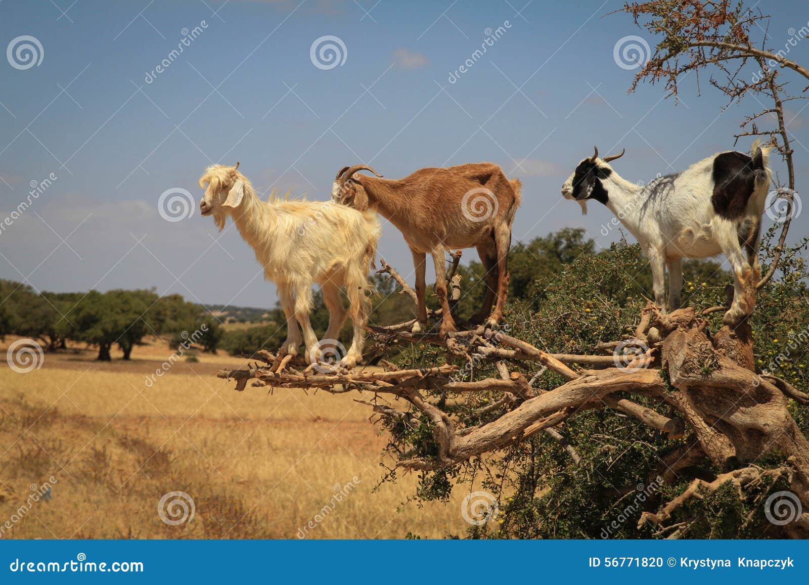 Argan Goats Stock Photo | CartoonDealer.com #56771820