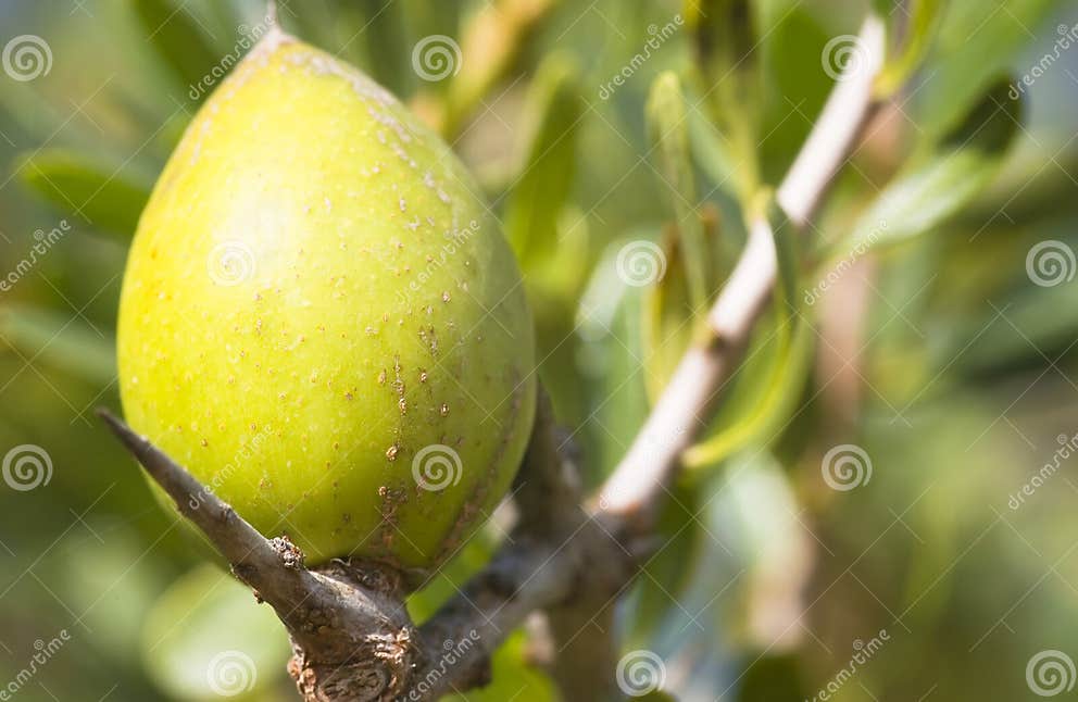 Argan Nust on the Trees in Morocco Stock Photo - Image of green ...