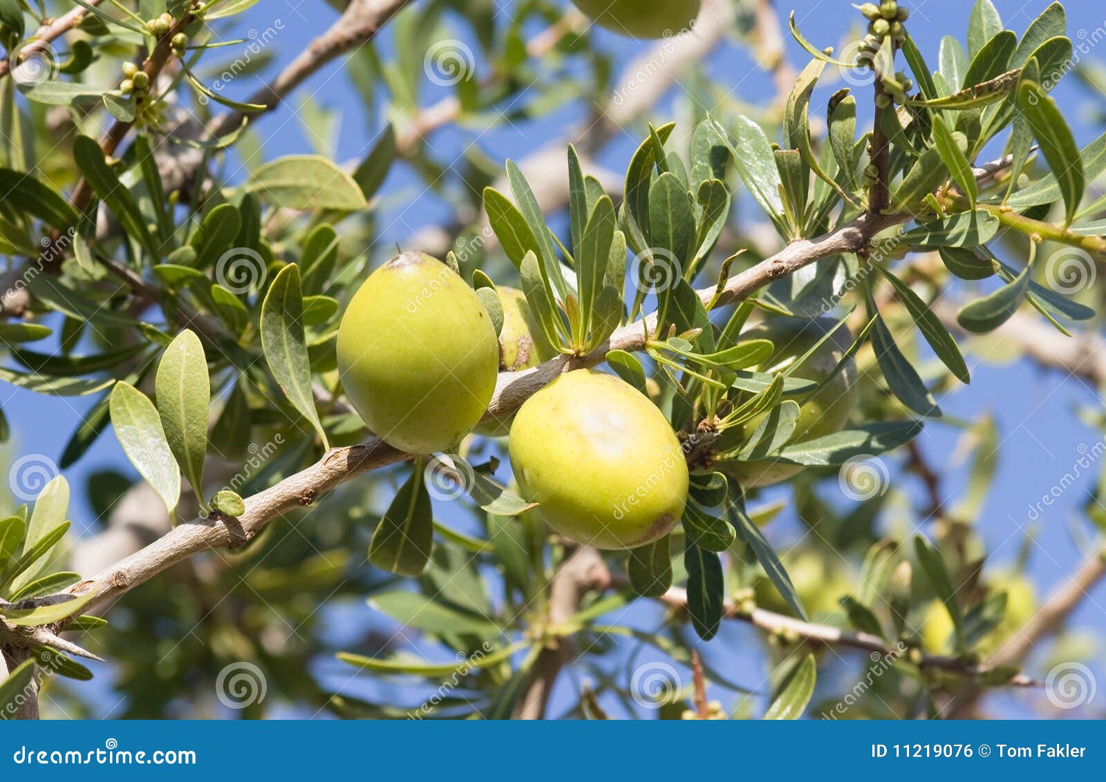 Argan Nust on the Trees in Morocco Stock Photo - Image of tree ...