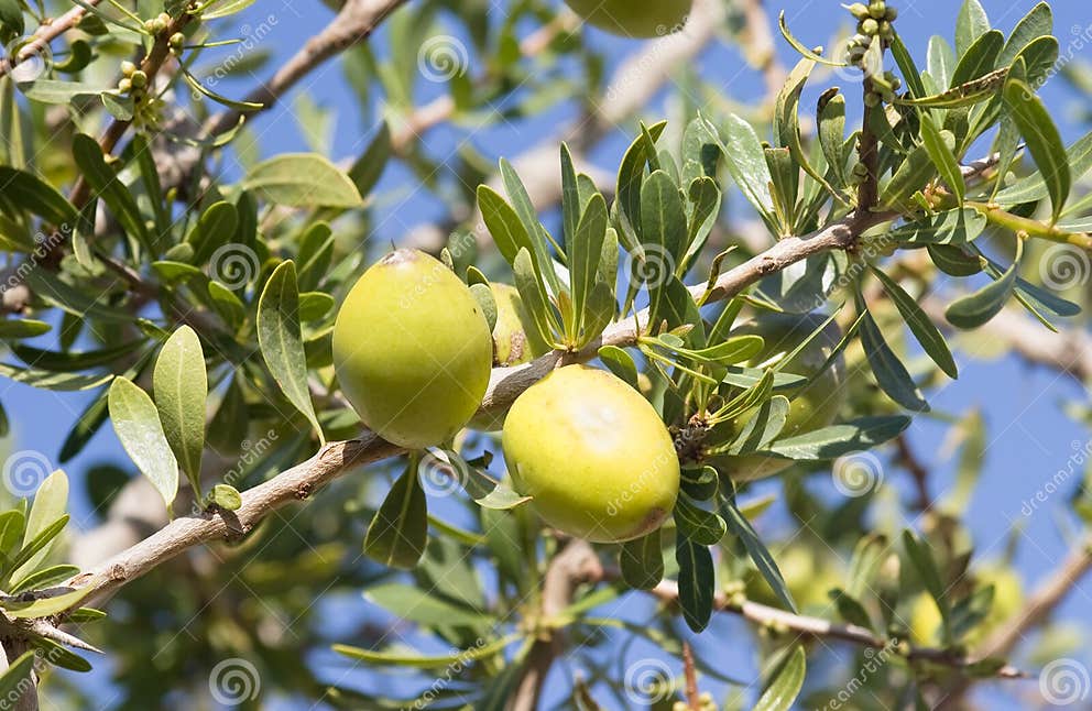 Argan Nust on the Trees in Morocco Stock Photo - Image of tree ...