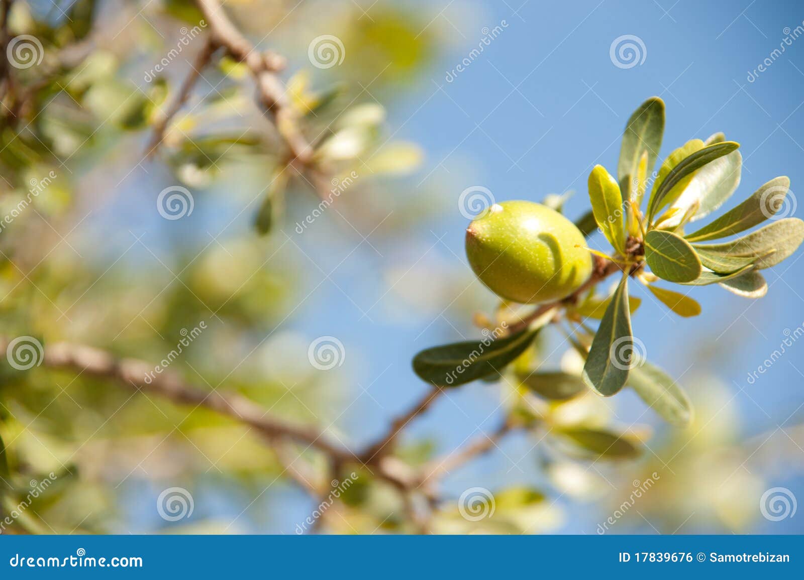 Argan nut stock photo. Image of tree, food, skin, nutrition - 17839676