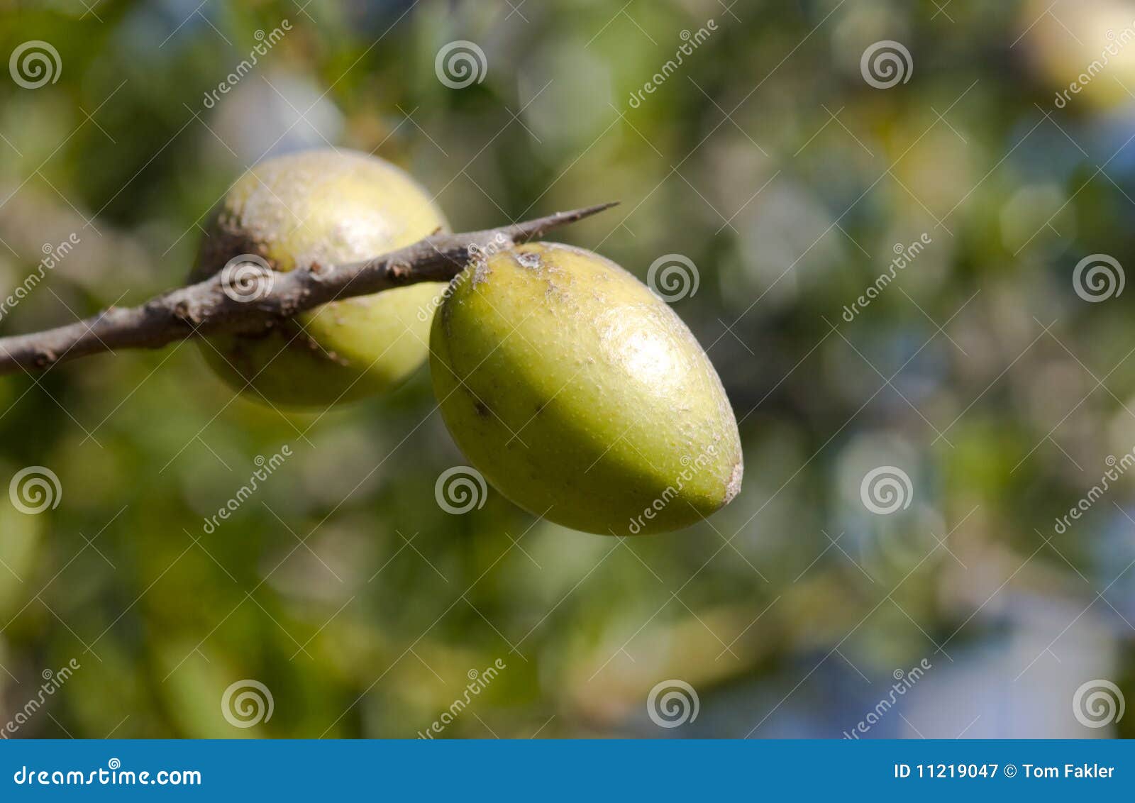 Argan nuts stock image. Image of argania, branches, leaves - 11219047