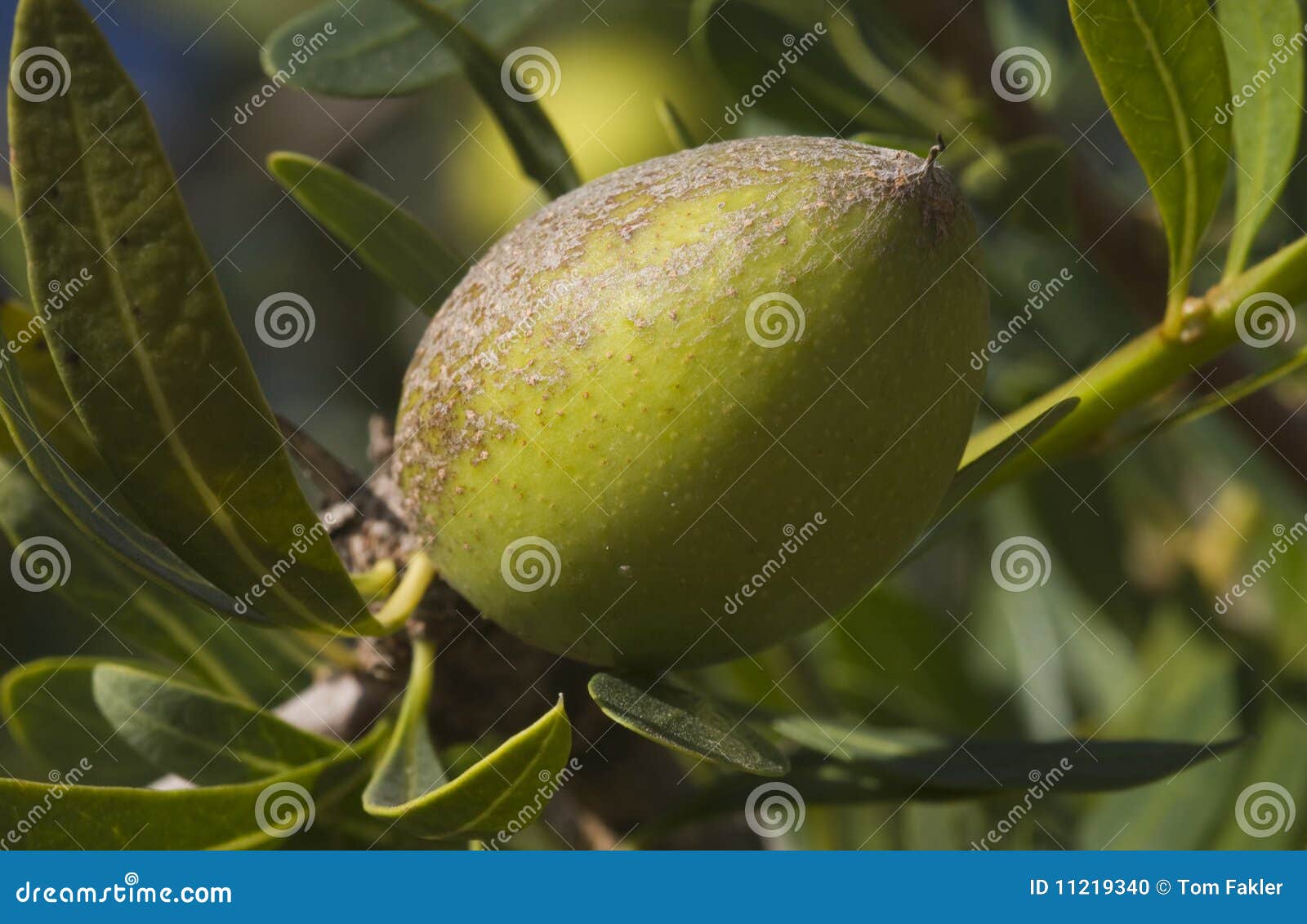 Argan nuts stock photo. Image of peach, leaves, tree - 11219340