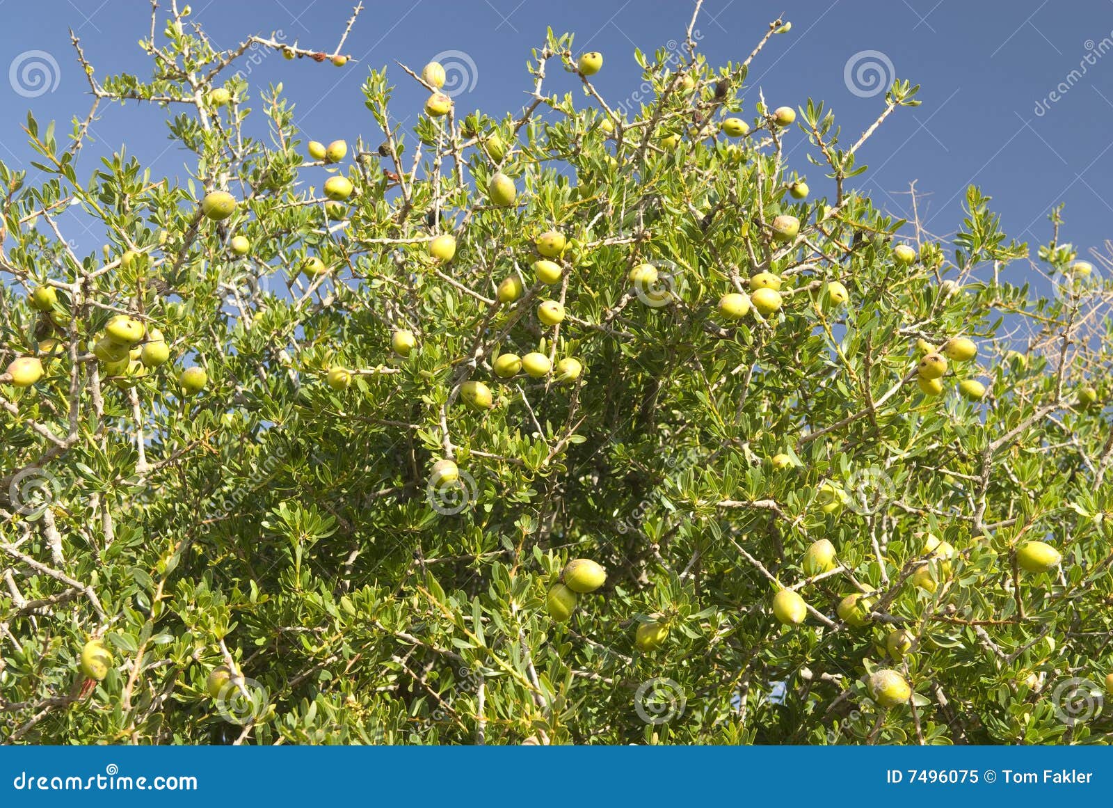 Argan nuts stock image. Image of branch, citrus, shrubland - 7496075
