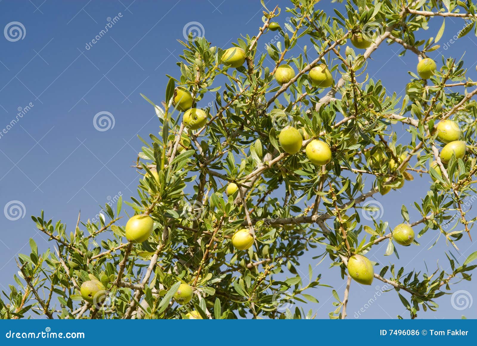 Argan nuts stock photo. Image of tree, plant, spinosa - 7496086