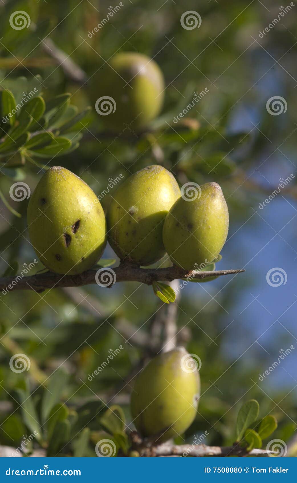Argan nuts stock photo. Image of close, tree, morocco - 7508080