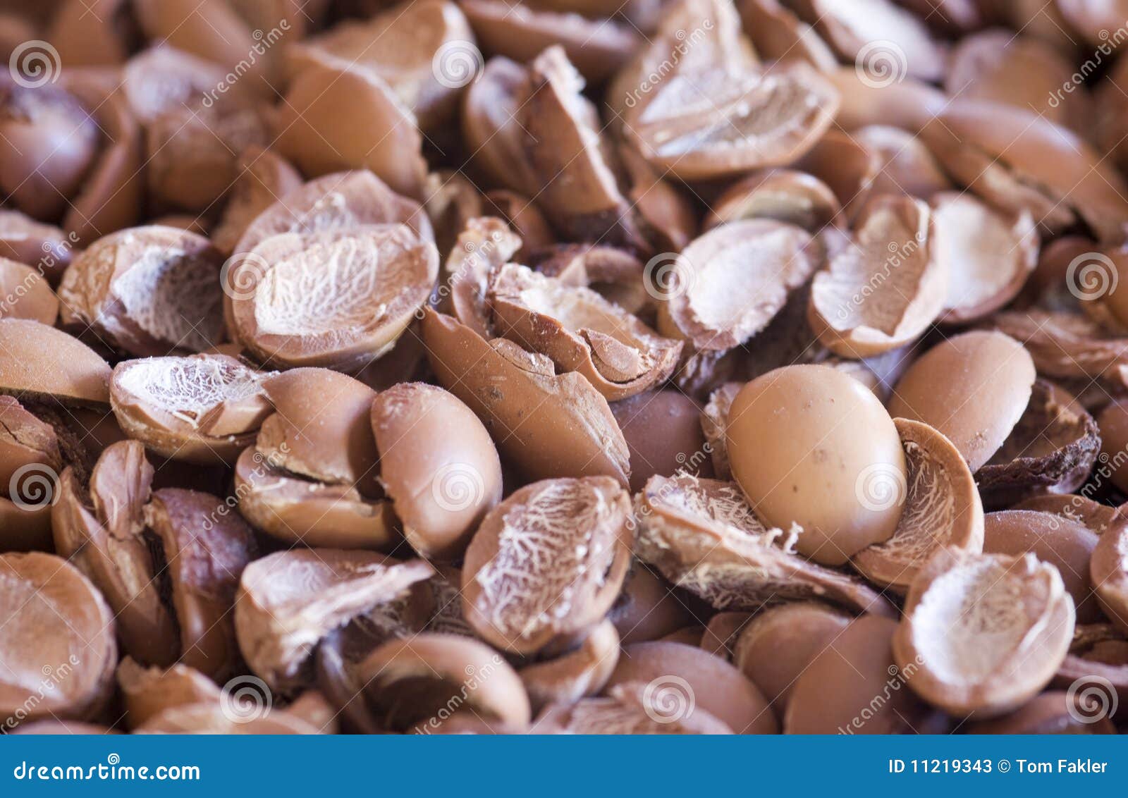 Argan Nuts Isolated. Three Argan Nuts With Green Leaves On An Isolated ...