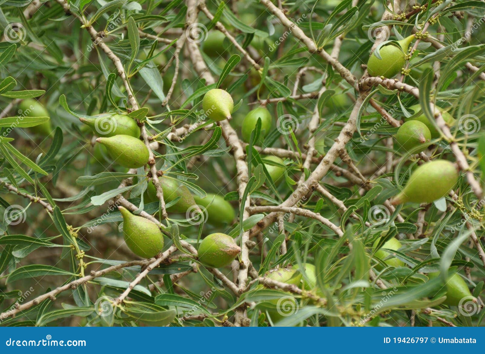 Argan nuts on tree stock image. Image of aroma, essaouira - 19426797
