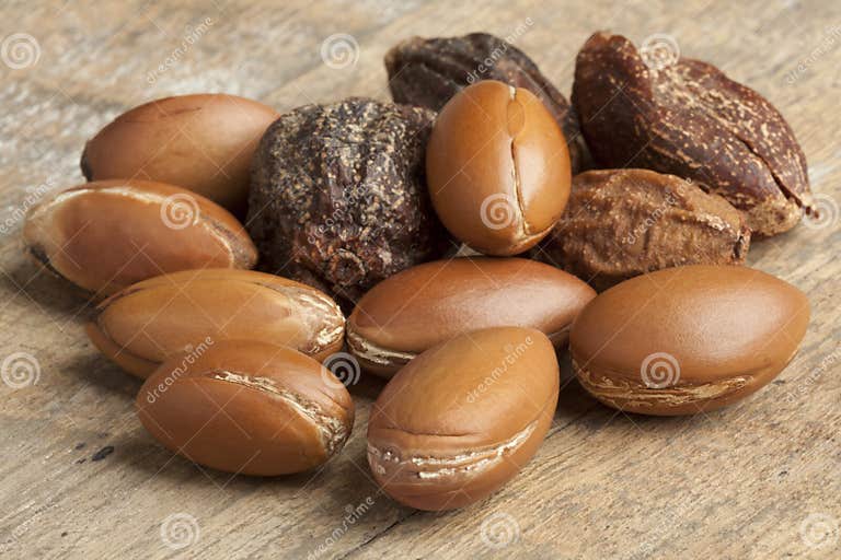 Argan nuts stock photo. Image of argan, morocco, natural - 50411176