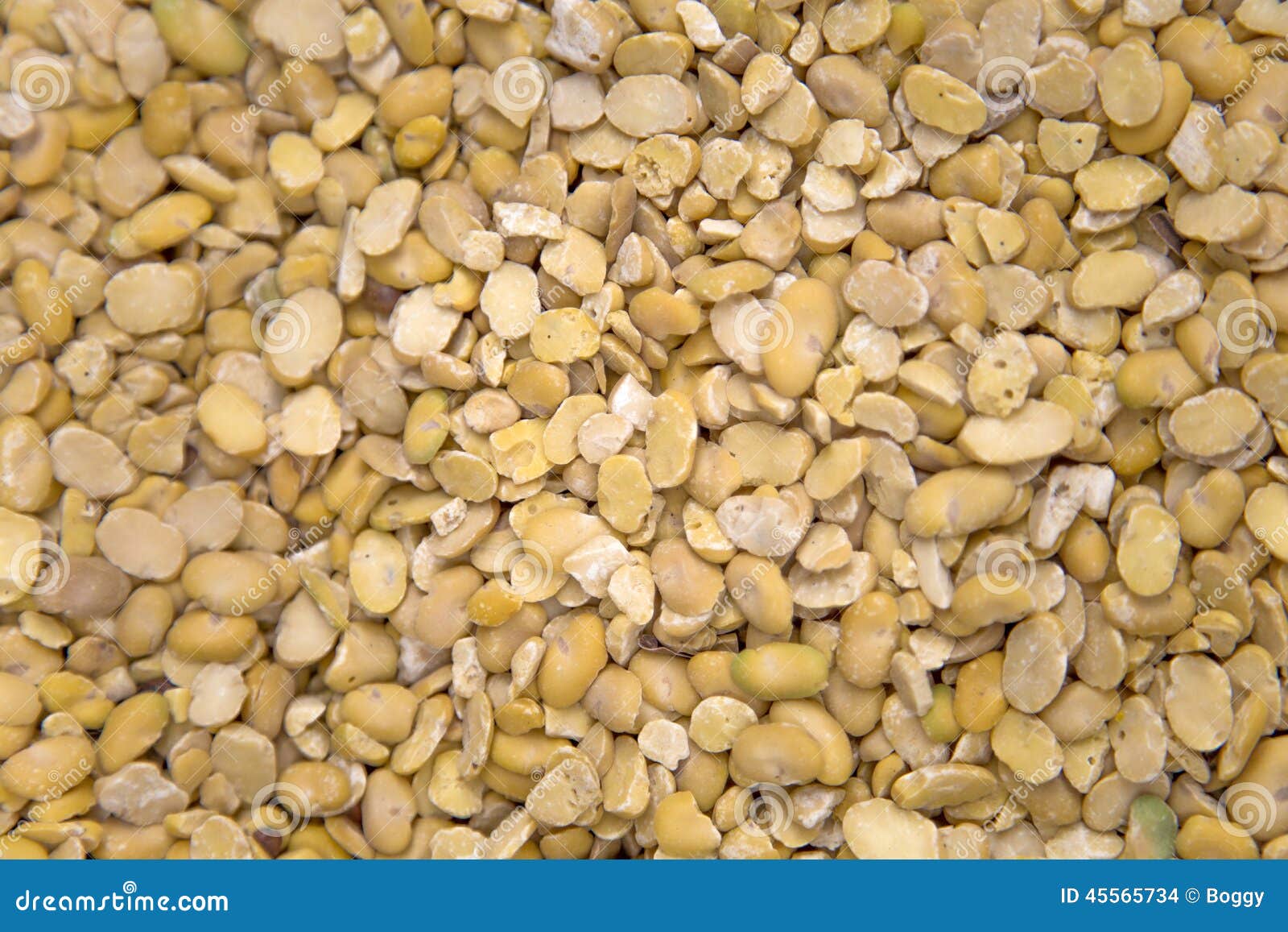 Argan seeds stock photo. Image of macro, africa, morocco - 45565734