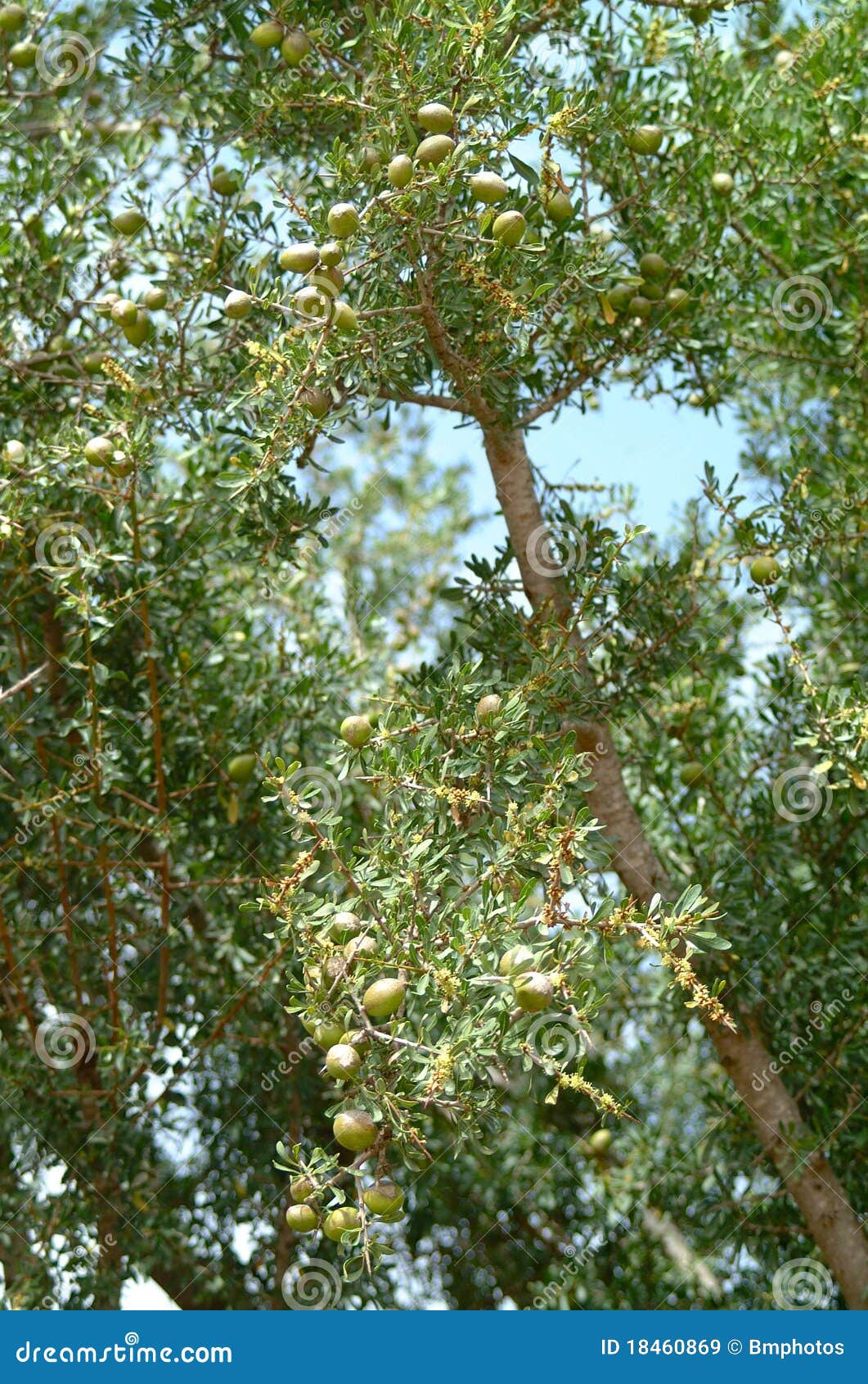 Argan Tree stock image. Image of desert, lowering, food - 18460869