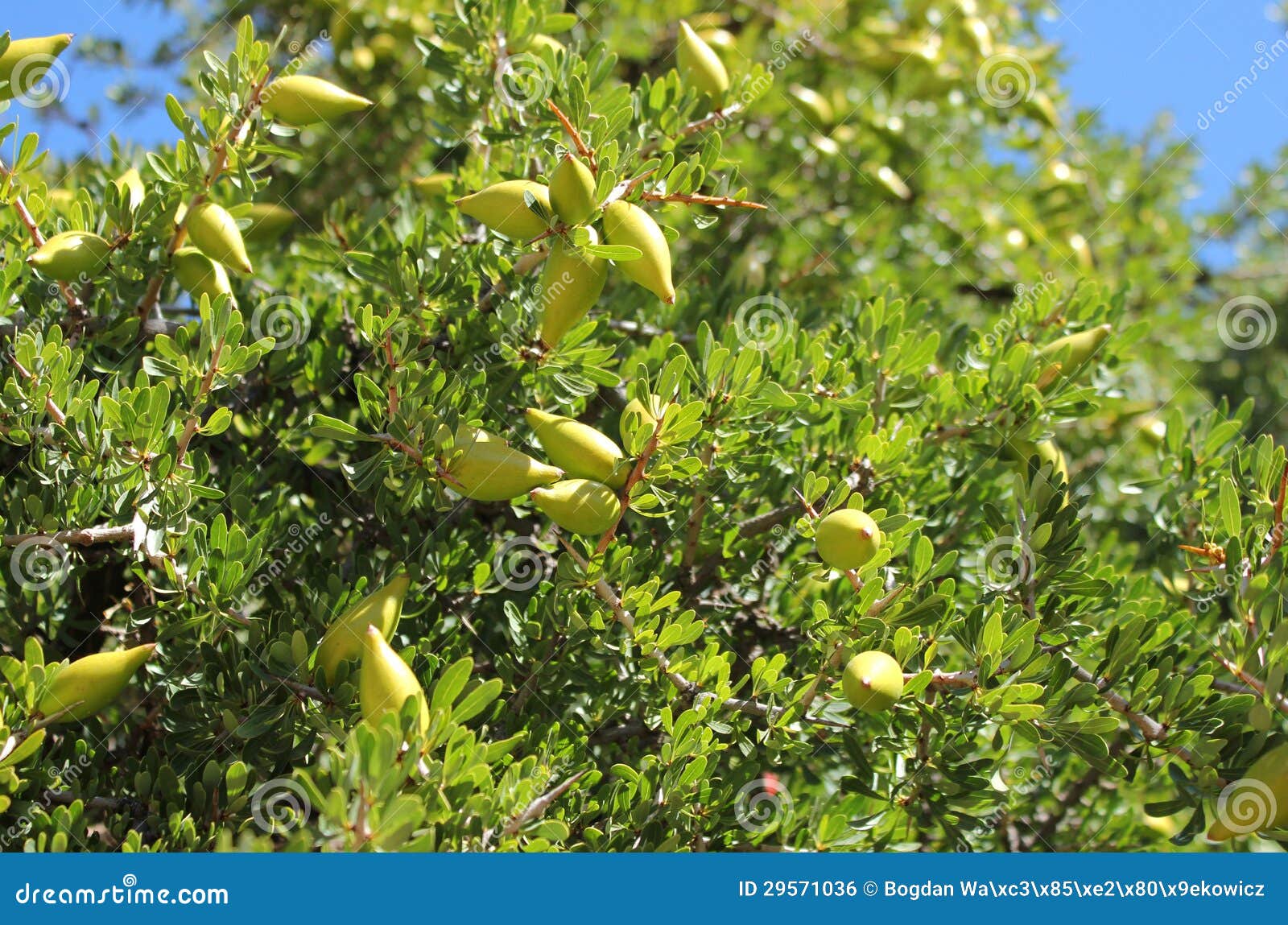 Argan tree stock photo. Image of flavor, east, beautiful - 29571036
