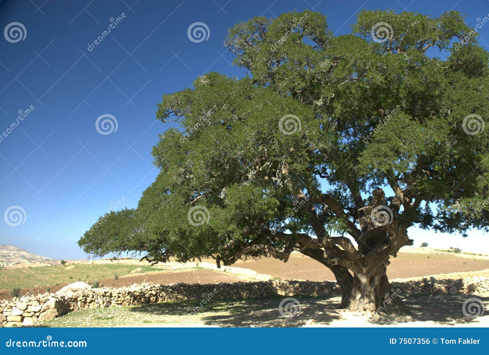 Argan tree stock photo. Image of fence, field, tree, argan - 7507356