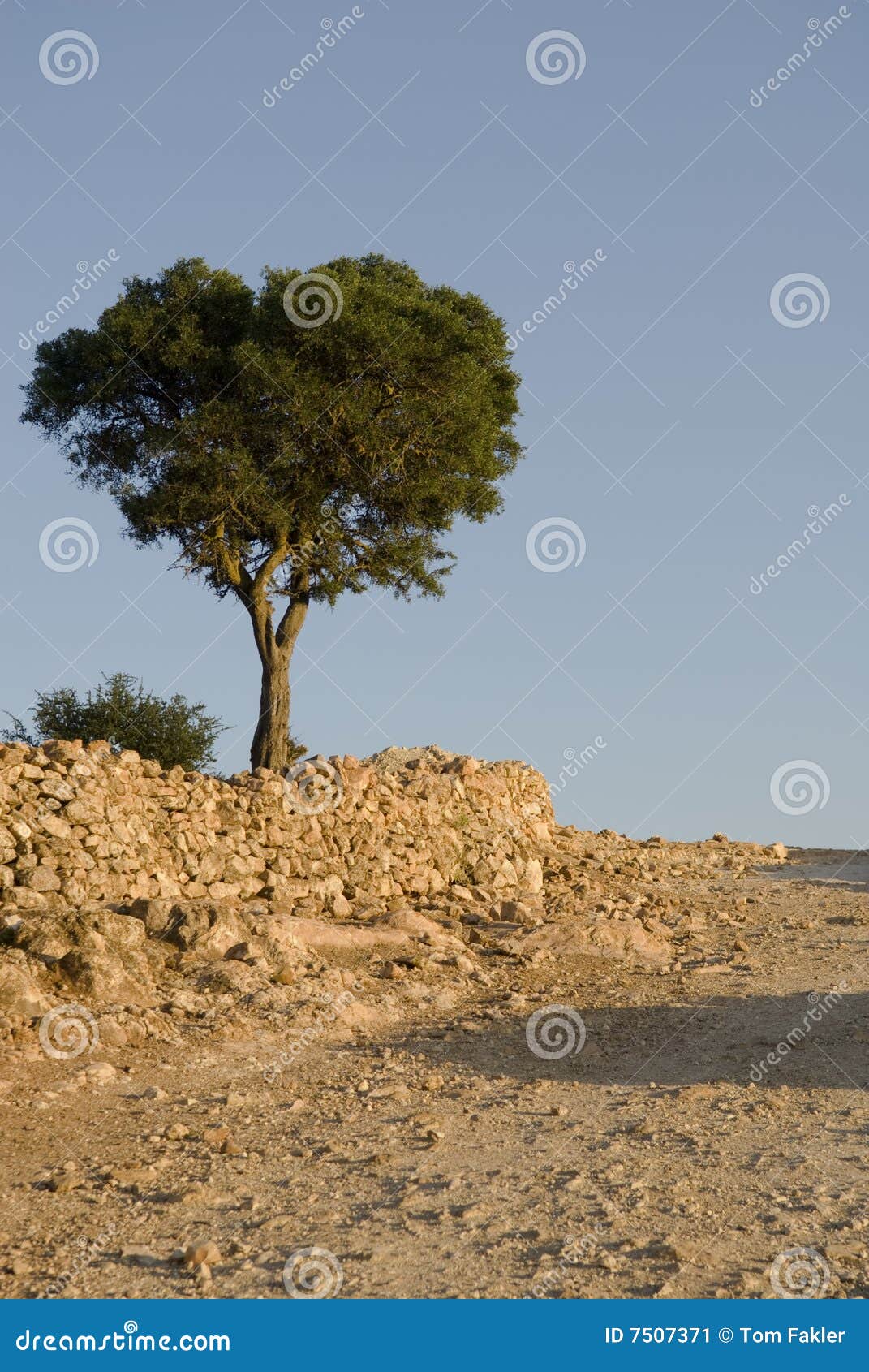 Argan tree stock image. Image of rock, tree, argania, desert - 7507371