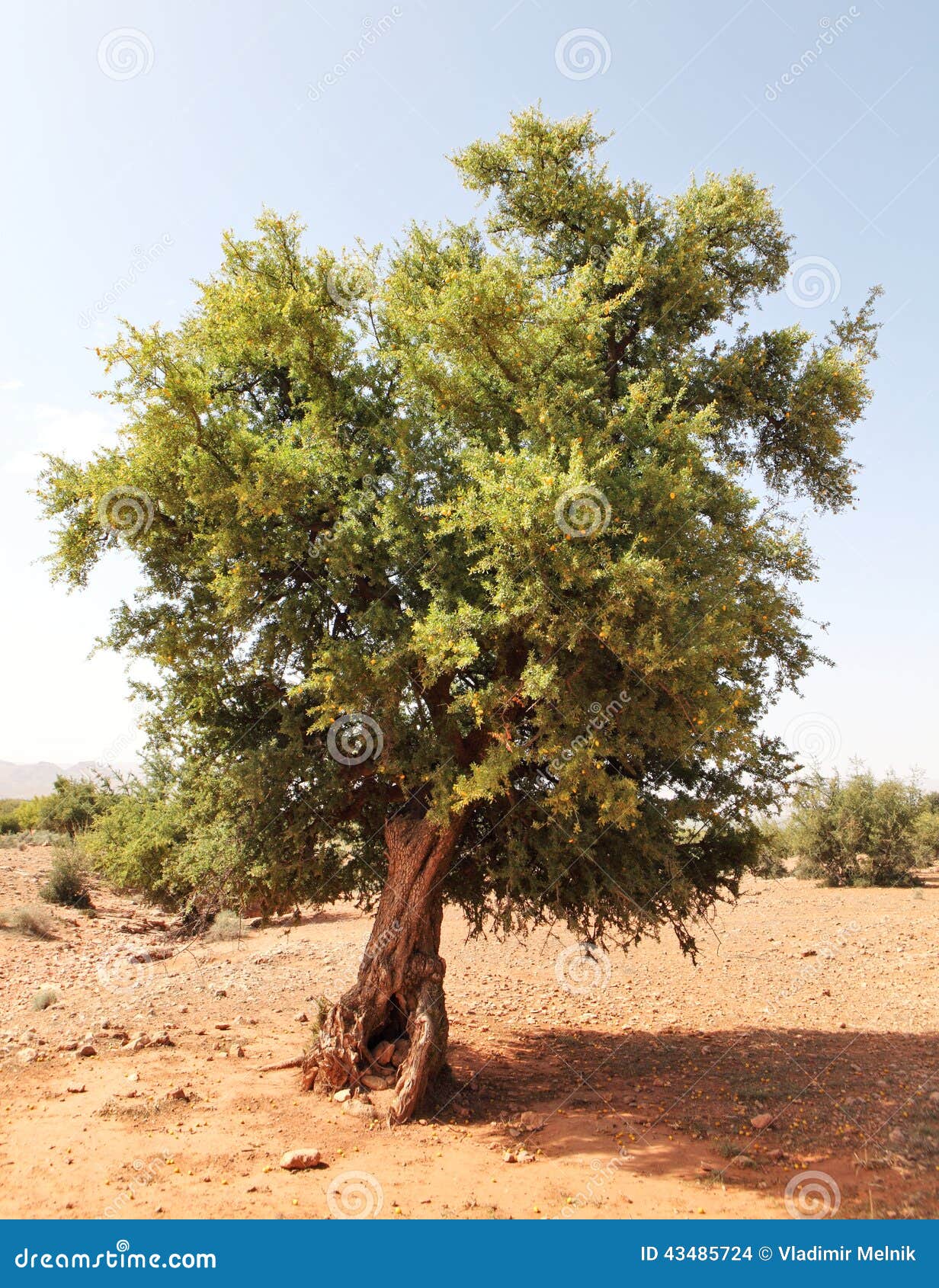 Argan tree stock photo. Image of flavor, nature, condiment - 43485724