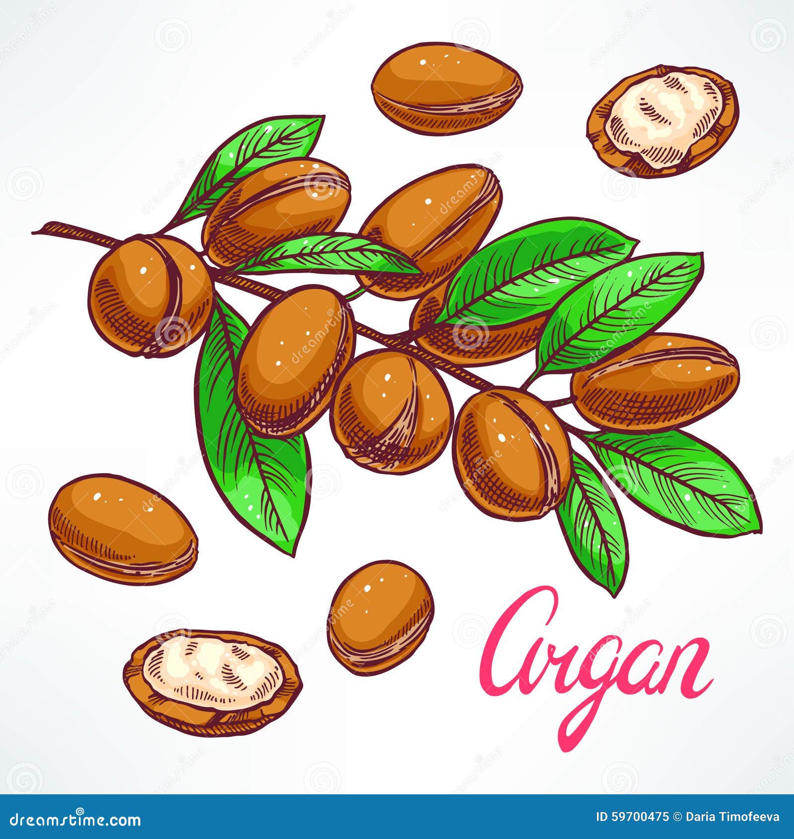 Argan tree branch stock vector. Illustration of hand - 59700475