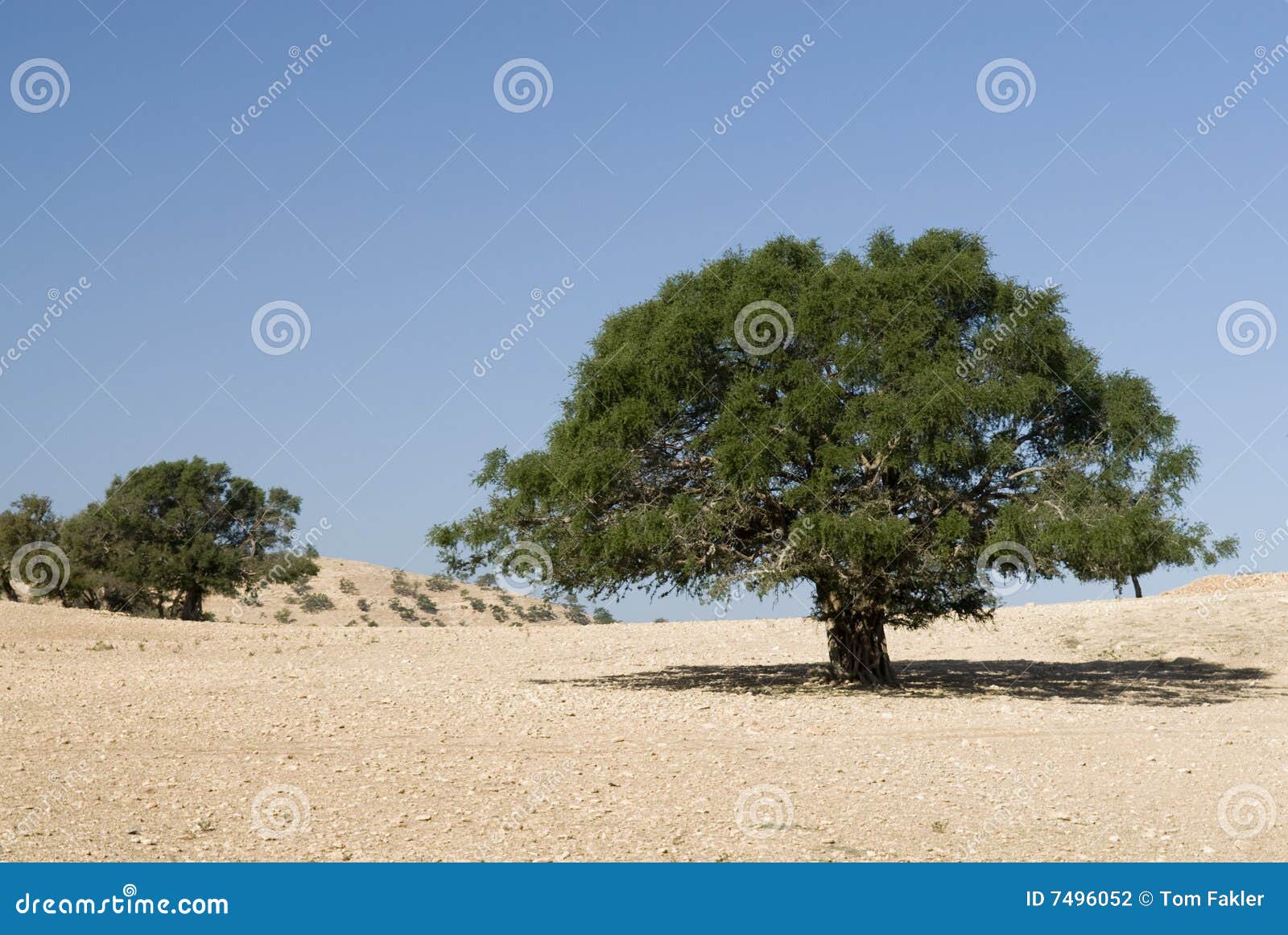 Argan tree in the desert stock photo. Image of branches - 7496052