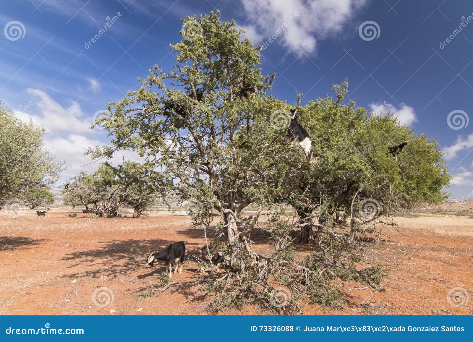 Argan tree. stock photo. Image of horn, climb, morocco - 73326088