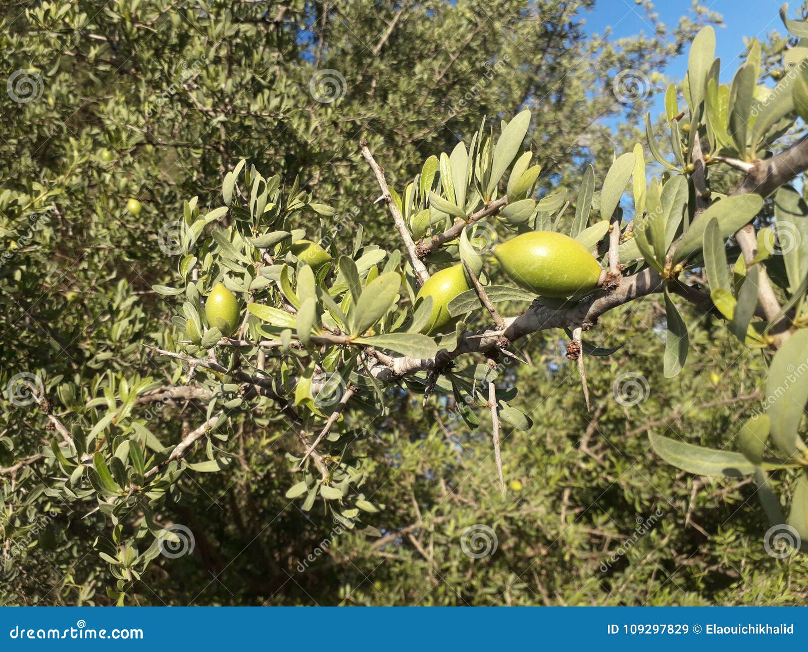Argan tree stock image. Image of nuts, morocco, tree - 109297829