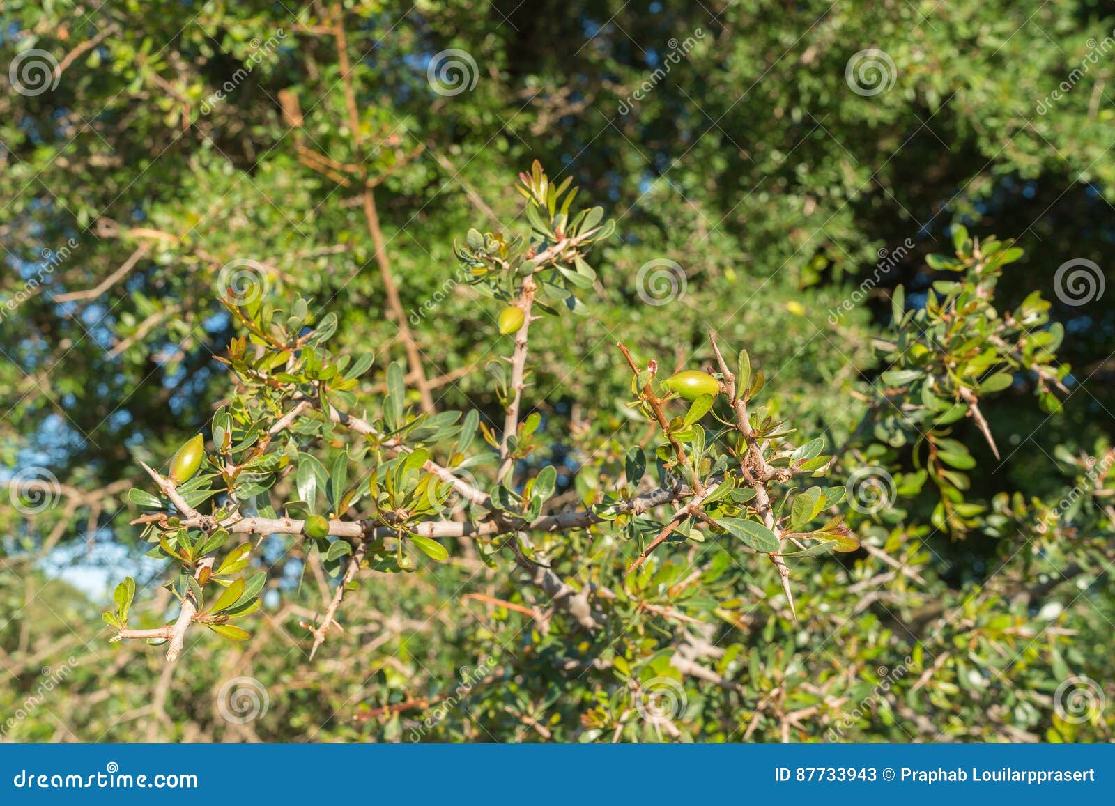 Argan tree in Morocco stock image. Image of plant, food - 87733943